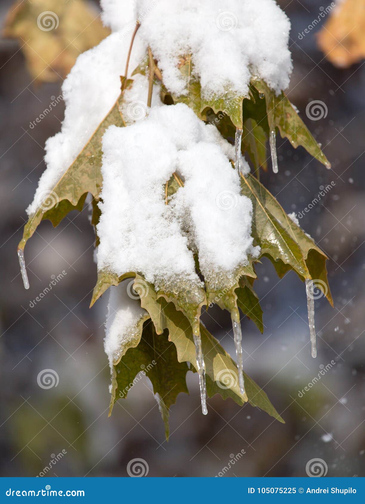 Leaves on a tree in winter stock image. Image of cold - 105075225