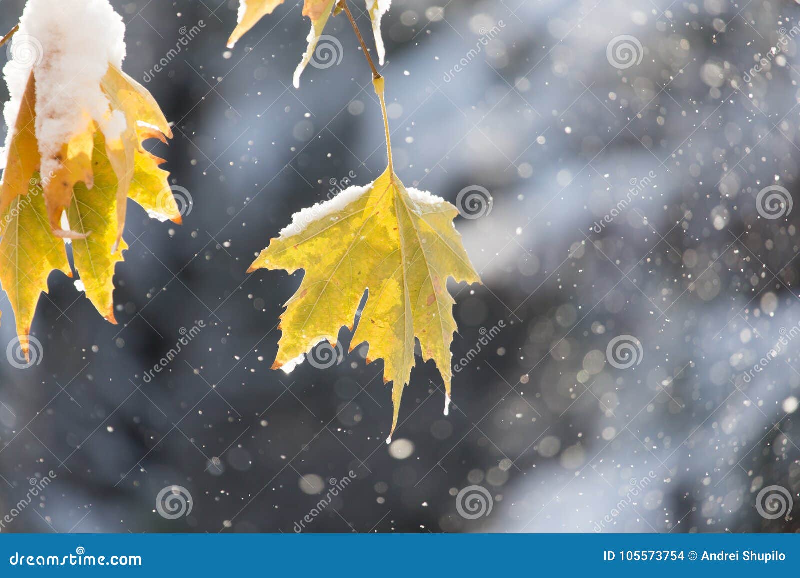 Leaves on a tree in winter stock photo. Image of season - 105573754