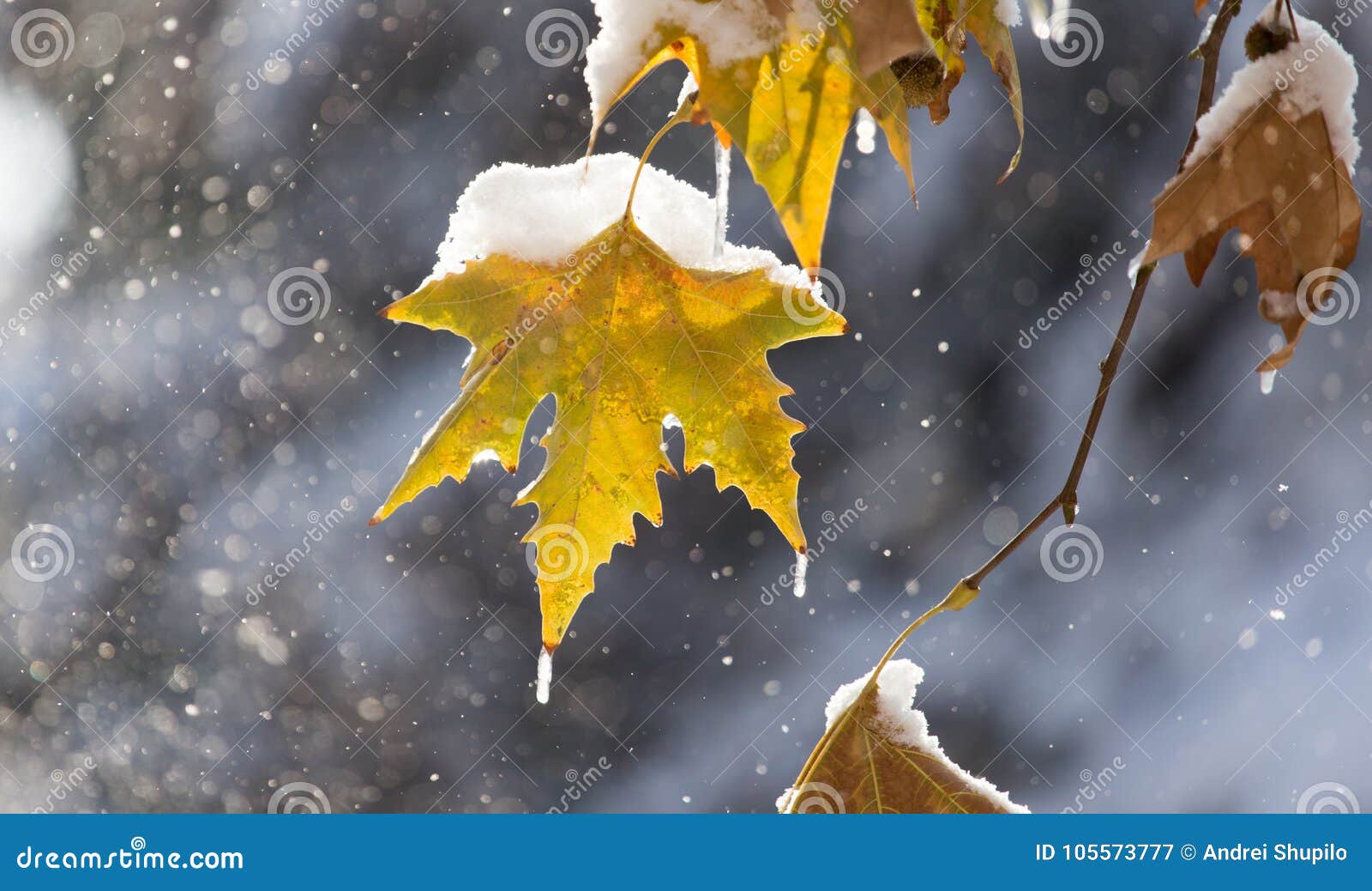 Leaves on a tree in winter stock image. Image of closeup - 105573777