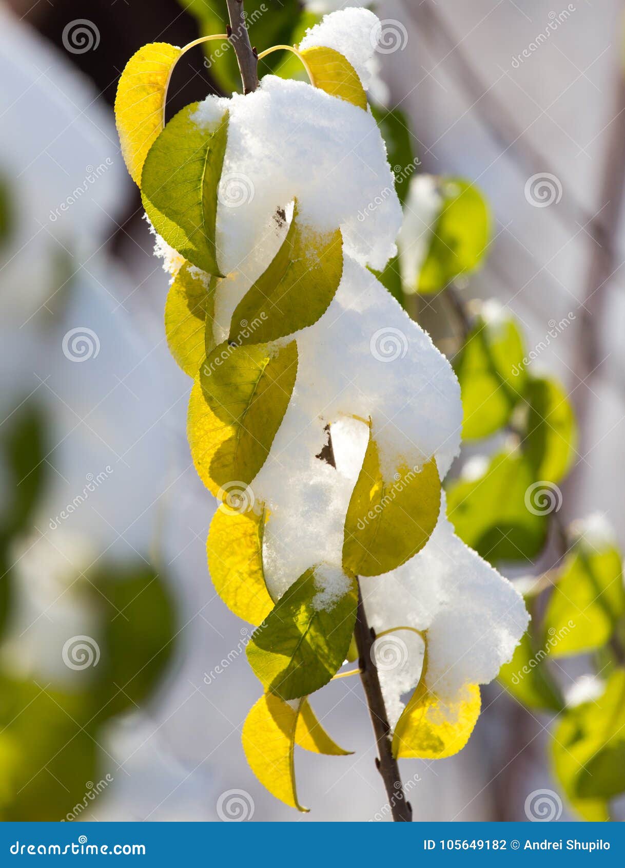 Leaves on a tree in winter stock photo. Image of nature - 105649182