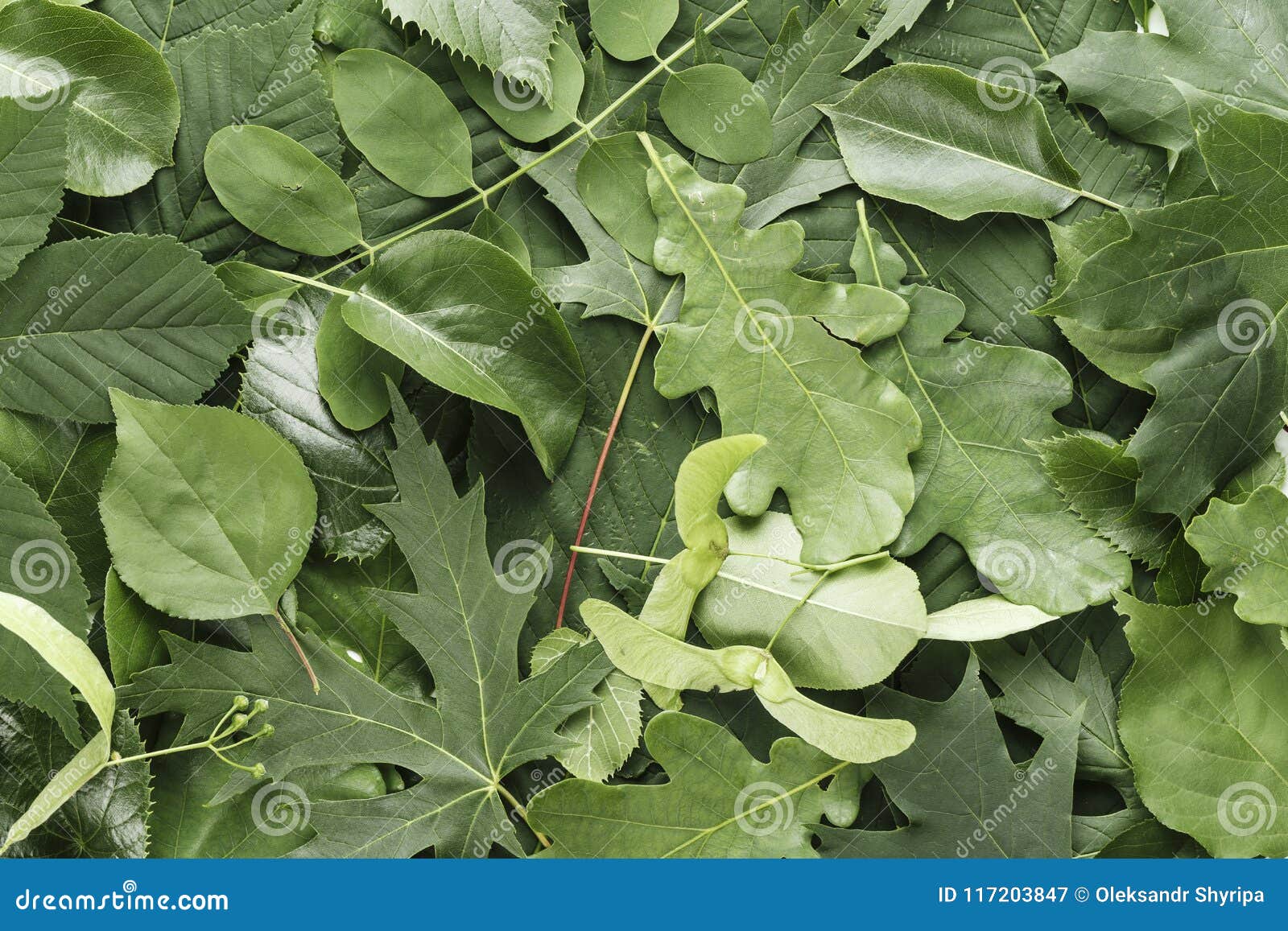 Leaves of trees close-up stock image. Image of closeup - 117203847
