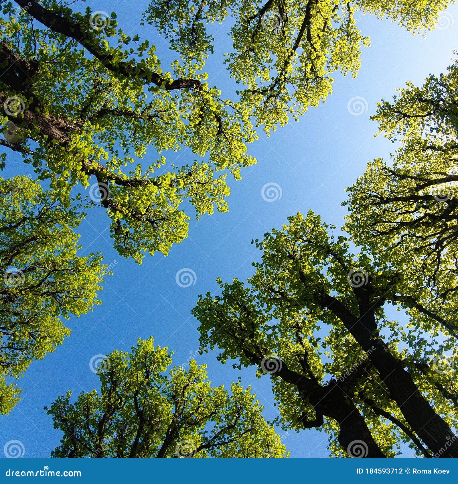 Leaves and trees shine stock photo. Image of shine, nature - 184593712