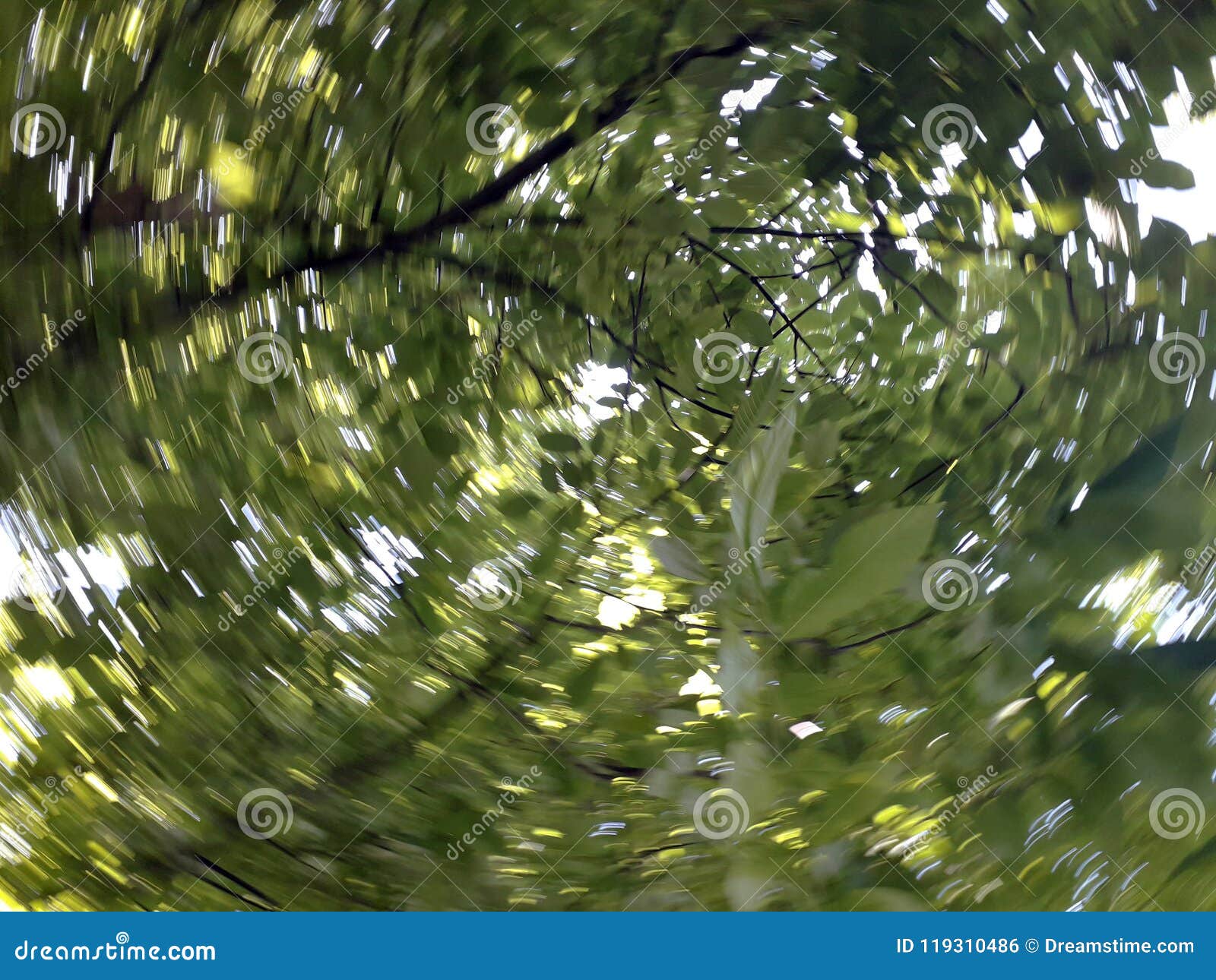 The Leaves of the Trees are Spinning. Stock Photo - Image of spinning ...