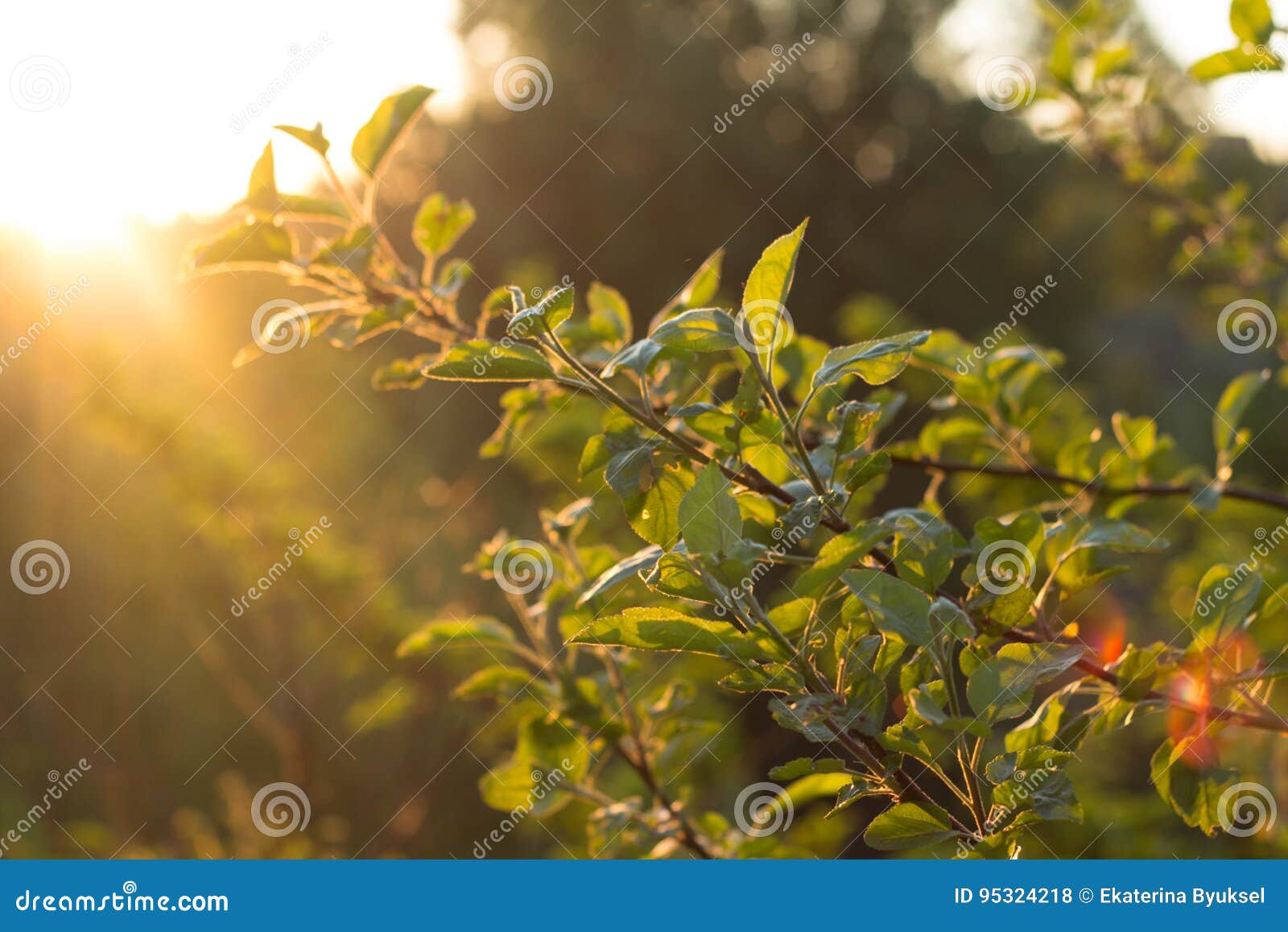 Leaves in the Trees in the Summer Sun Stock Photo - Image of botanical ...