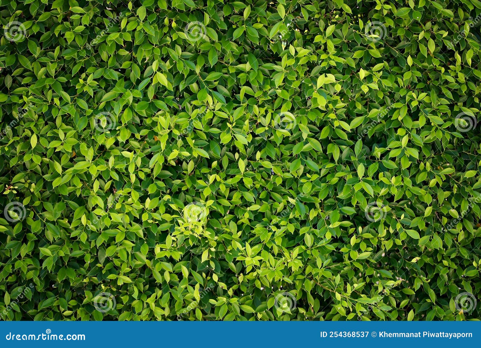 Leaves Tropical Forest Trees Texture Background Wallpaper Stock Image ...
