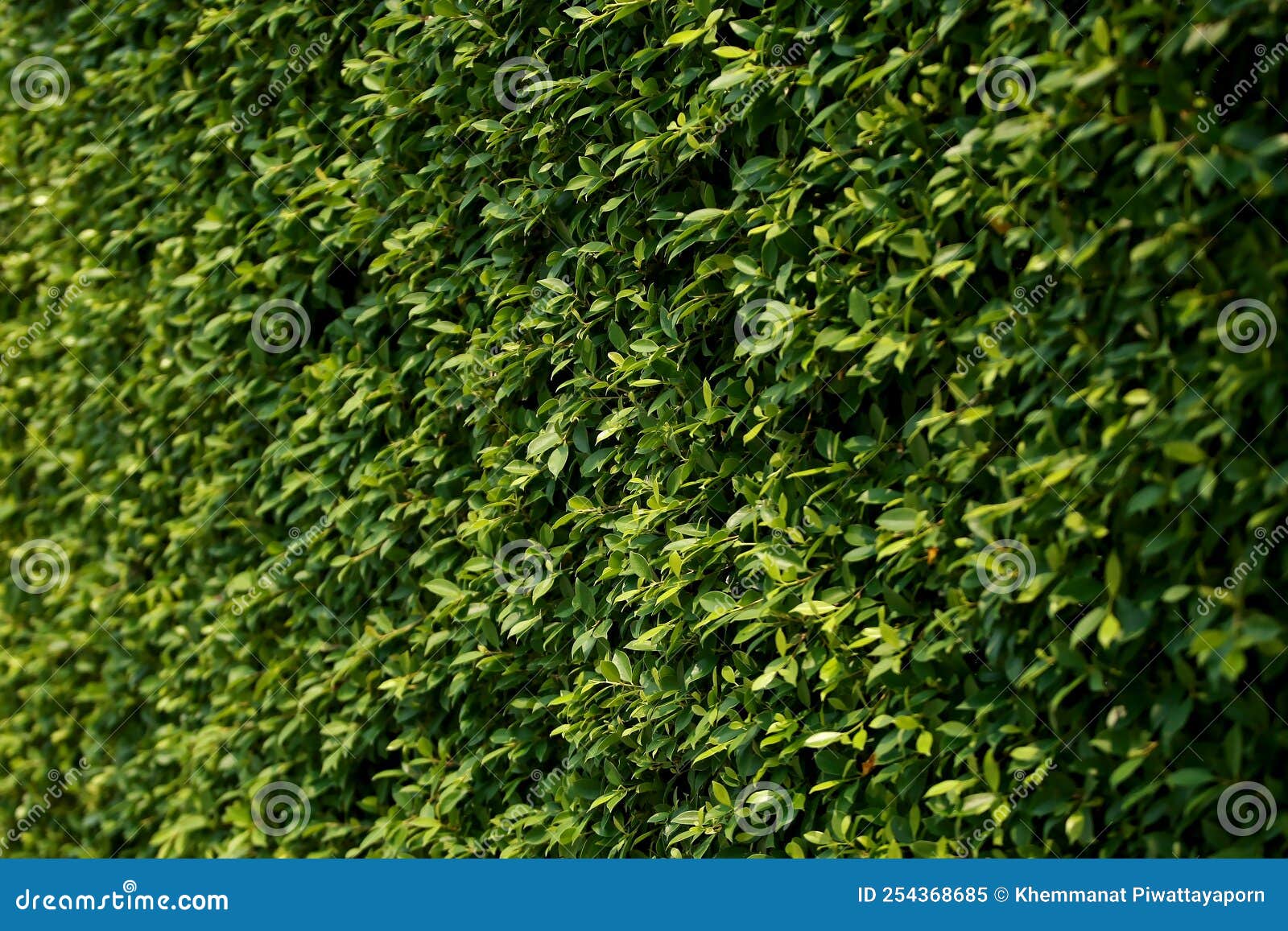 Leaves Tropical Forest Trees Texture Background Wallpaper Stock Image ...