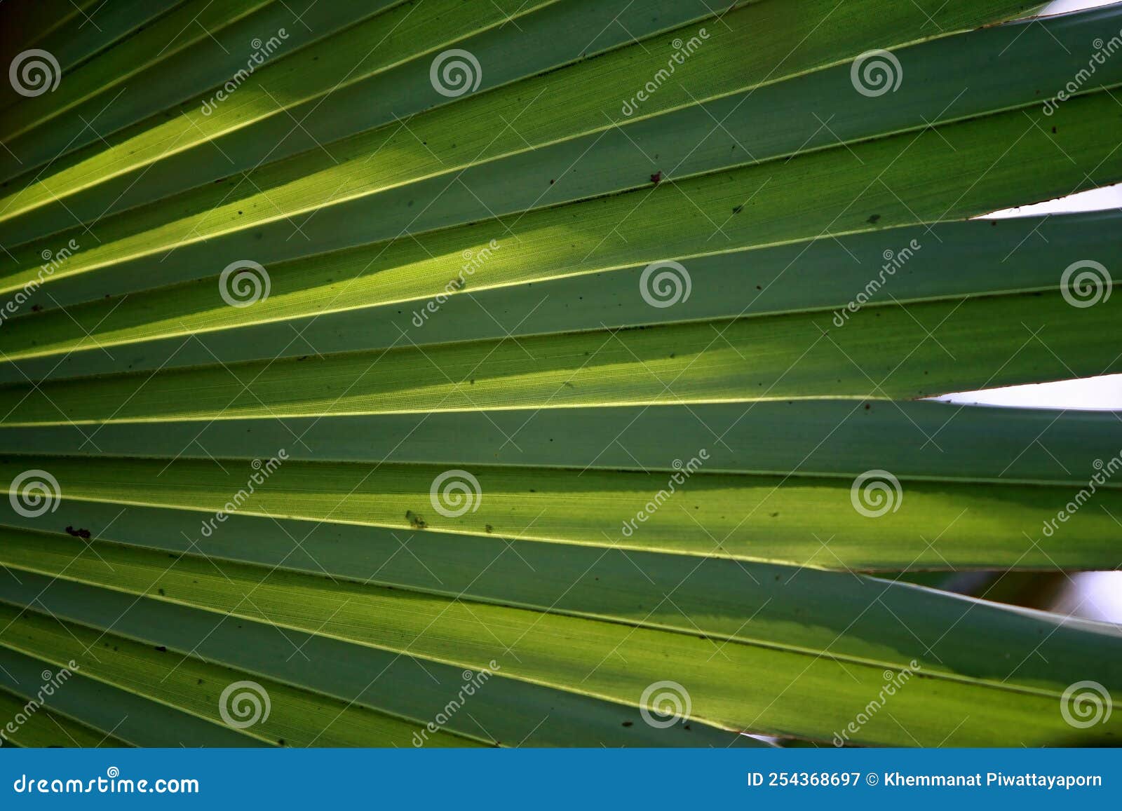 Leaves Tropical Forest Trees Texture Background Wallpaper Stock Image ...