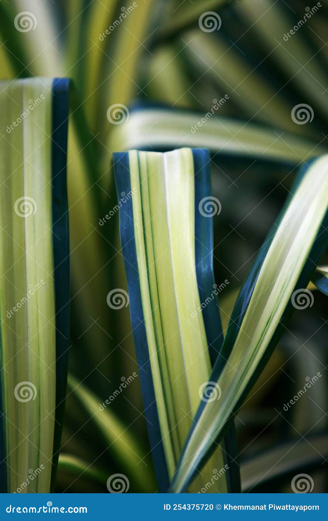 Leaves Tropical Forest Trees Texture Background Wallpaper Stock Photo ...