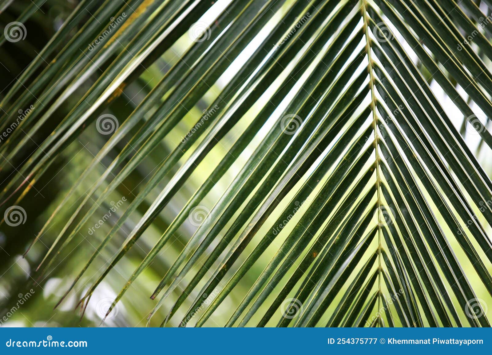 Leaves Tropical Forest Trees Texture Background Wallpaper Stock Image ...