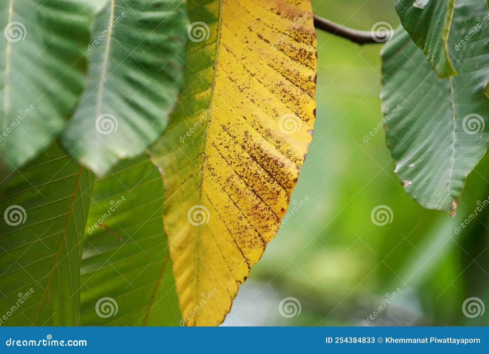 Leaves Tropical Forest Trees Texture Background Wallpaper Stock Image ...