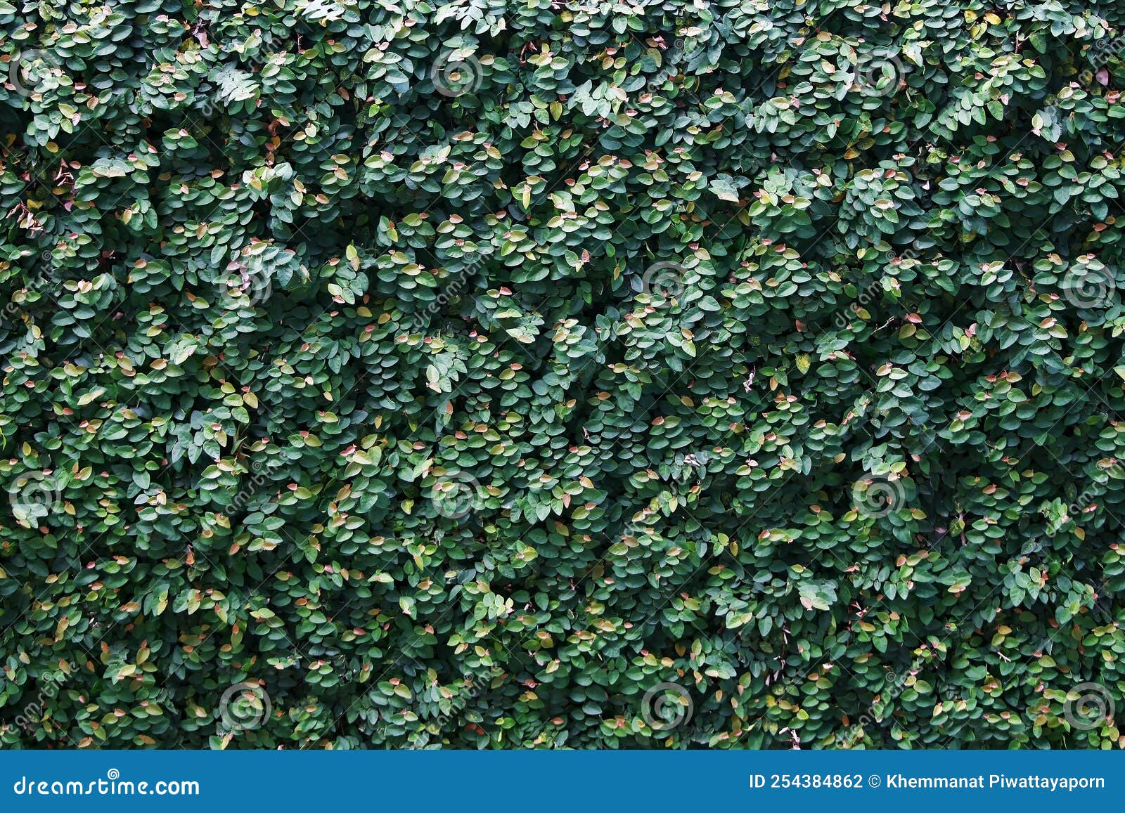 Leaves Tropical Forest Trees Texture Background Wallpaper Stock Photo ...