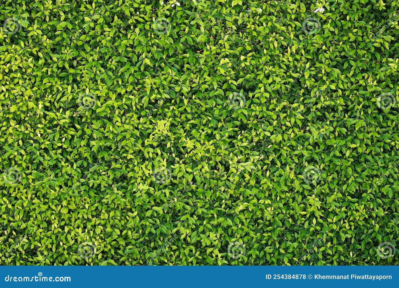 Leaves Tropical Forest Trees Texture Background Wallpaper Stock Photo ...