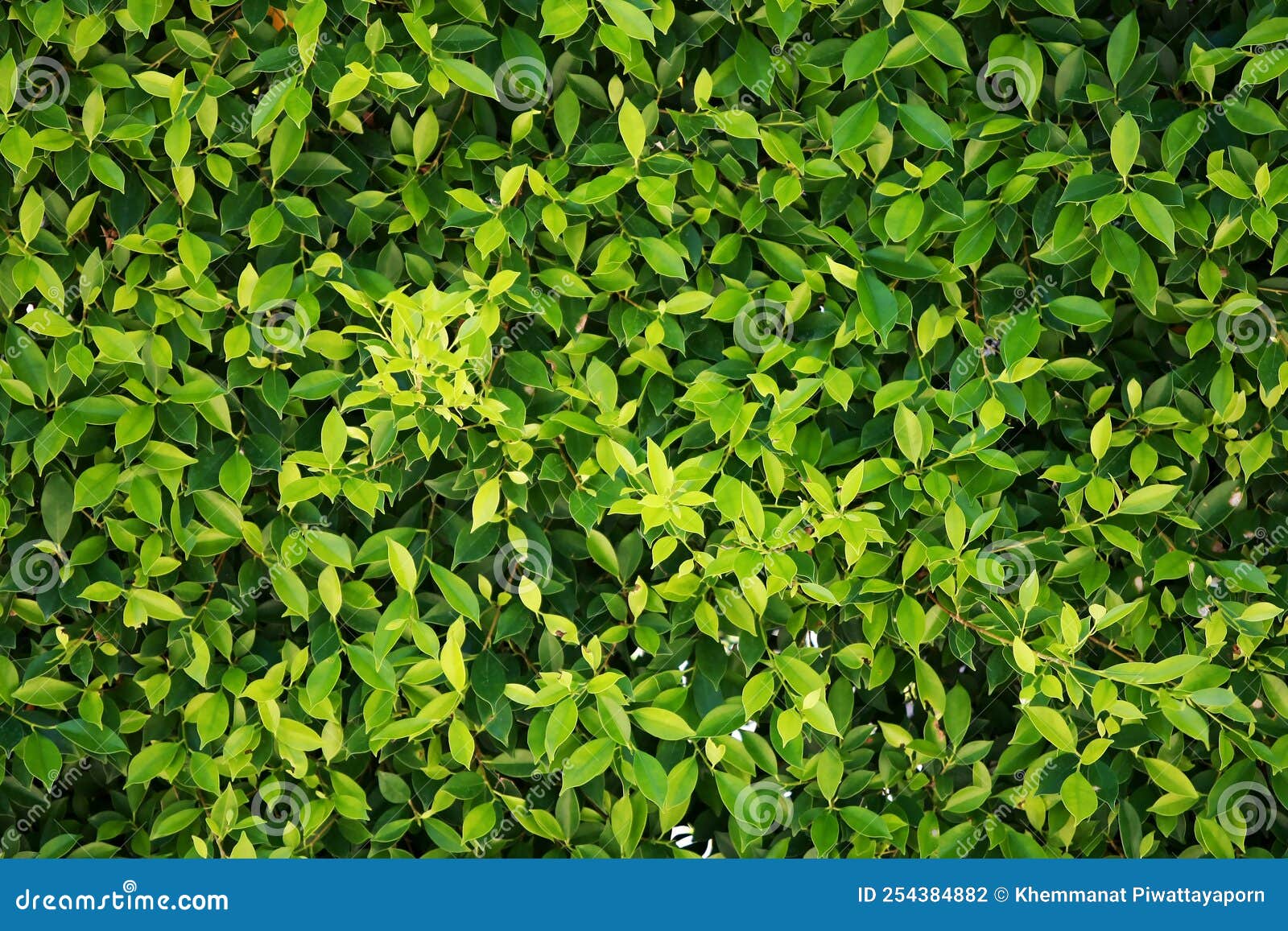 Leaves Tropical Forest Trees Texture Background Wallpaper Stock Photo ...