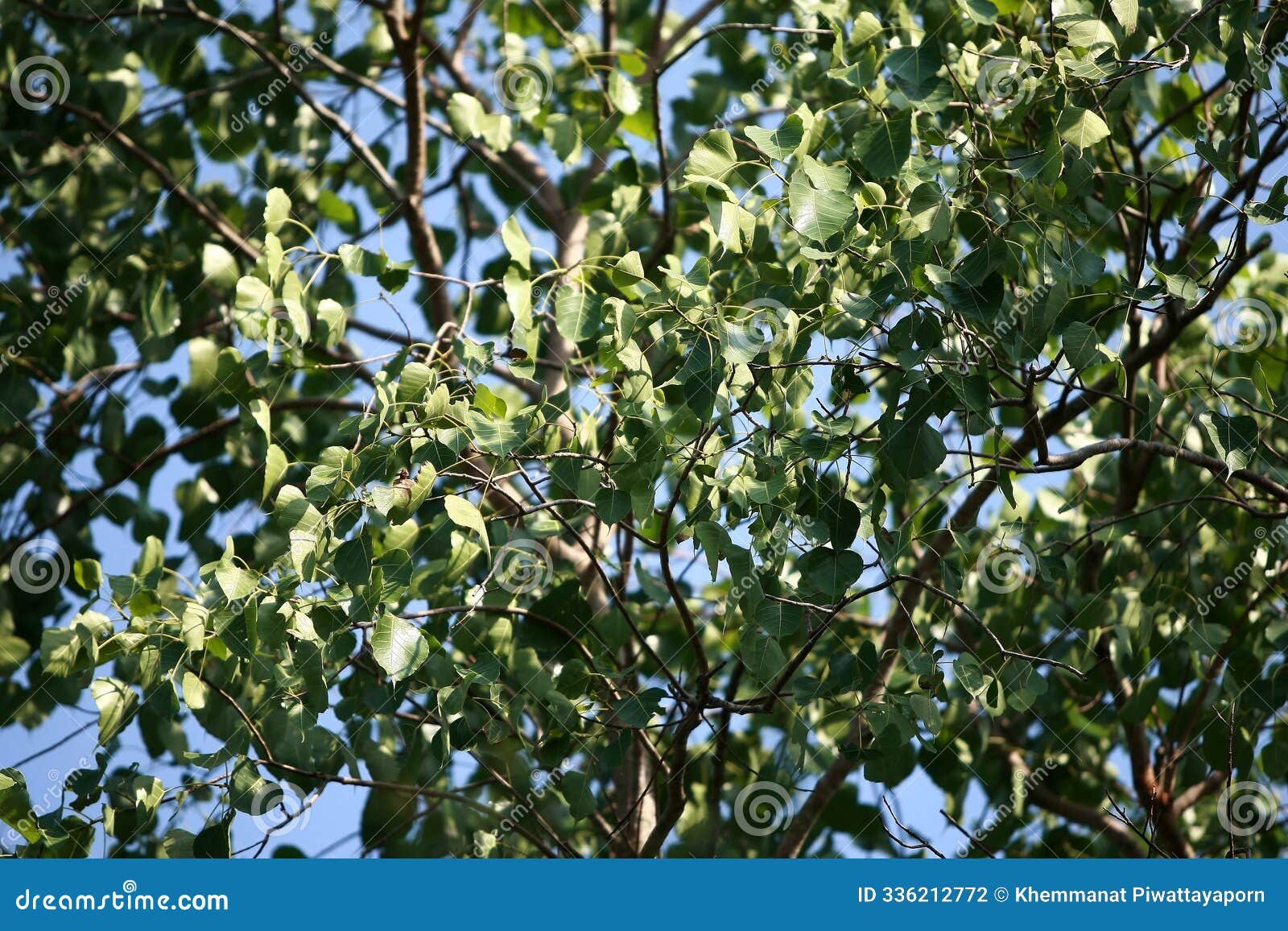 Leaves Tropical Forest Trees Texture Background Wallpaper Stock Photo ...