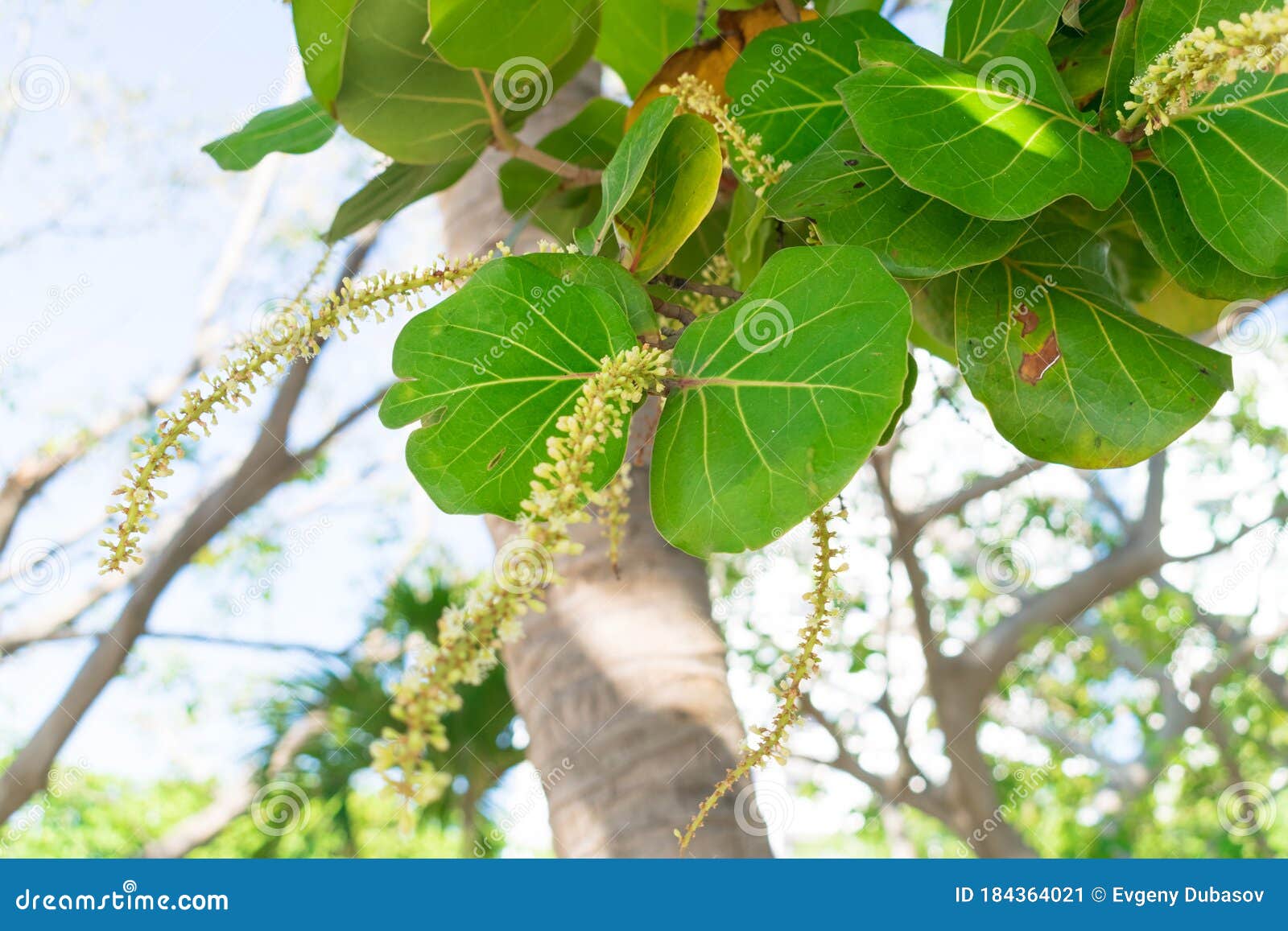 Leaves of a Tropical Tree with Seeds Close Stock Image - Image of ...