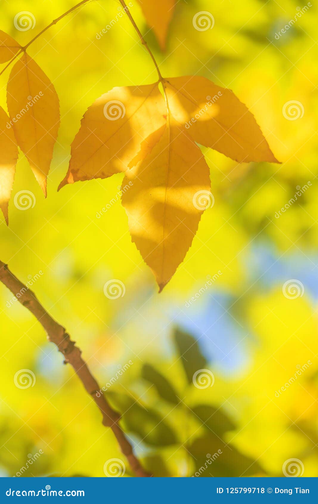 The Leaves Turn Yellow in Autumn Stock Photo - Image of travel, season ...