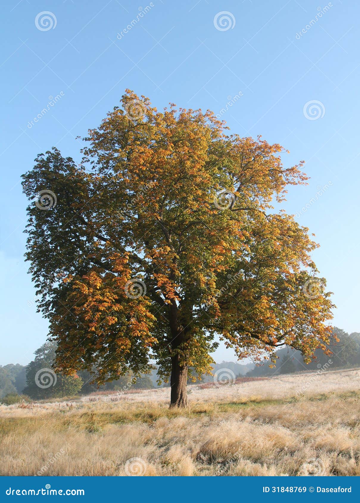 Leaves Turning Autumn Brown. Stock Image - Image of fauna, wood: 31848769
