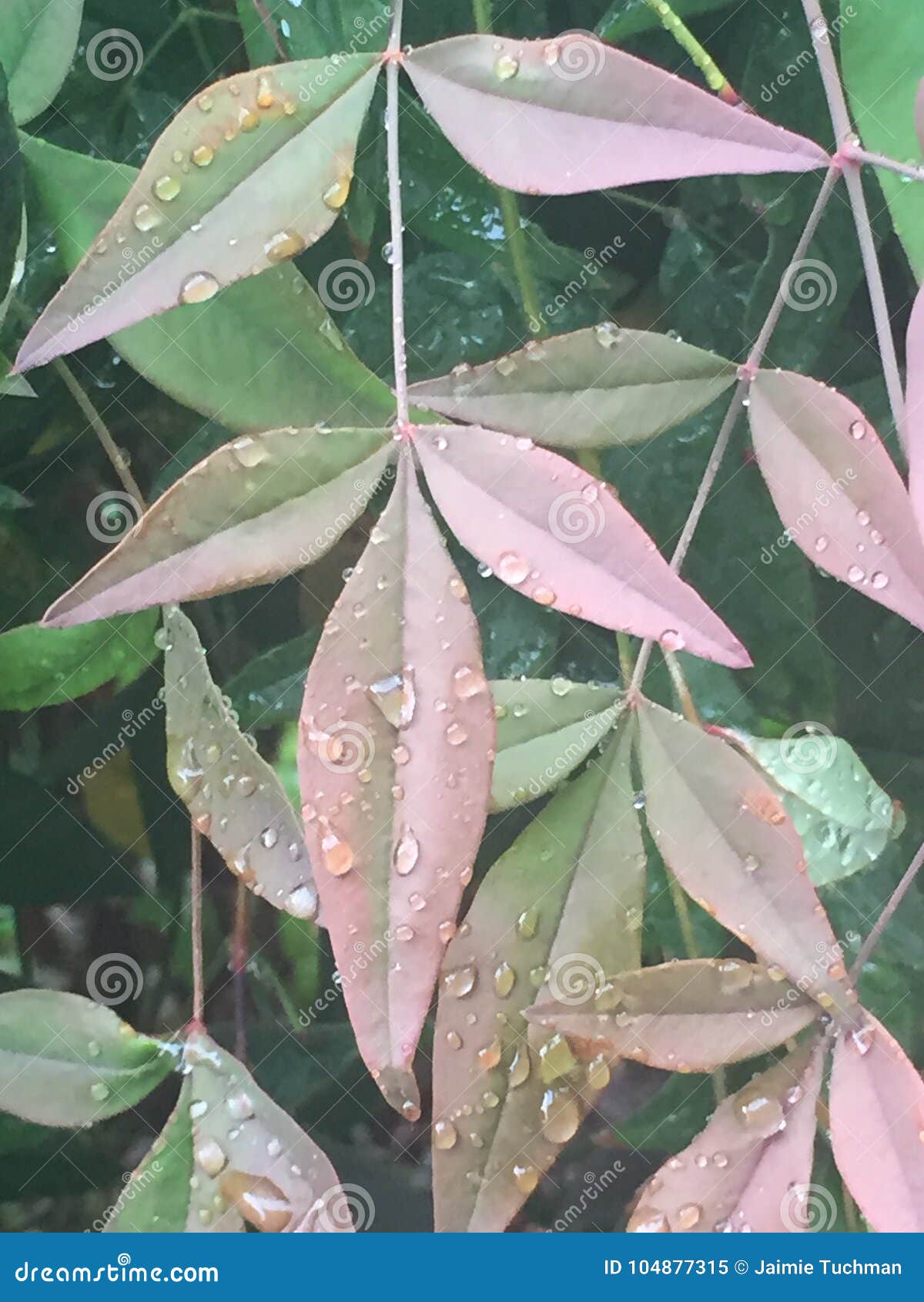 Leaf with Raindrops after Storm Stock Image - Image of freshness ...