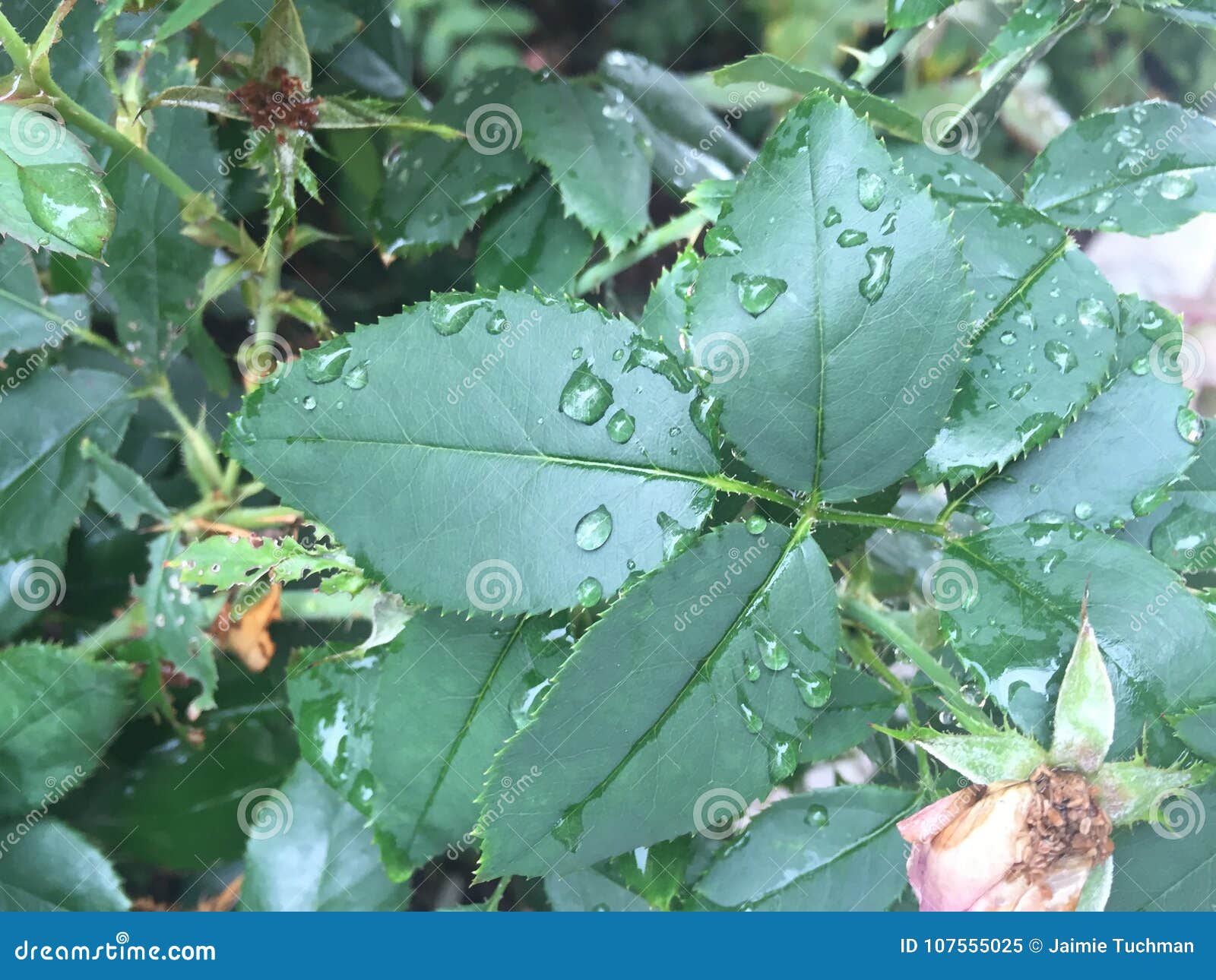 Rain on rose leaf stock image. Image of beauty, herbaceous - 107555025