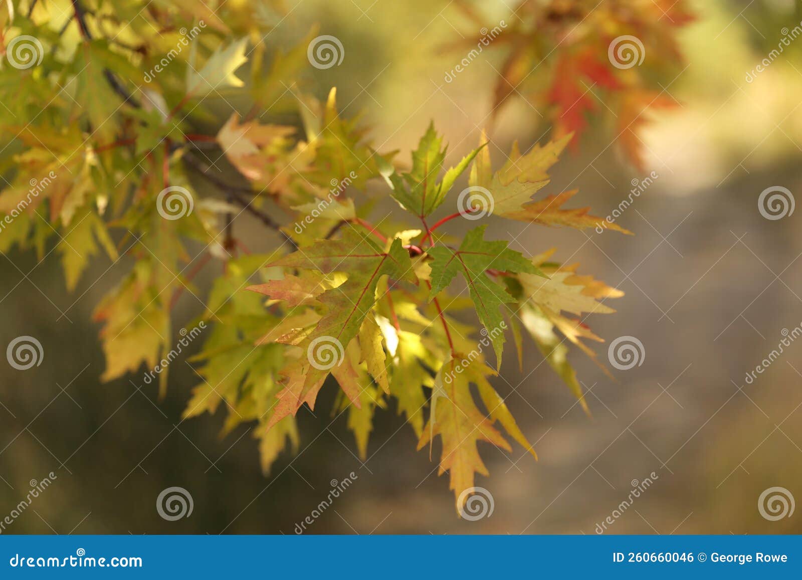 Fall Colors stock photo. Image of colored, decoration - 260660046