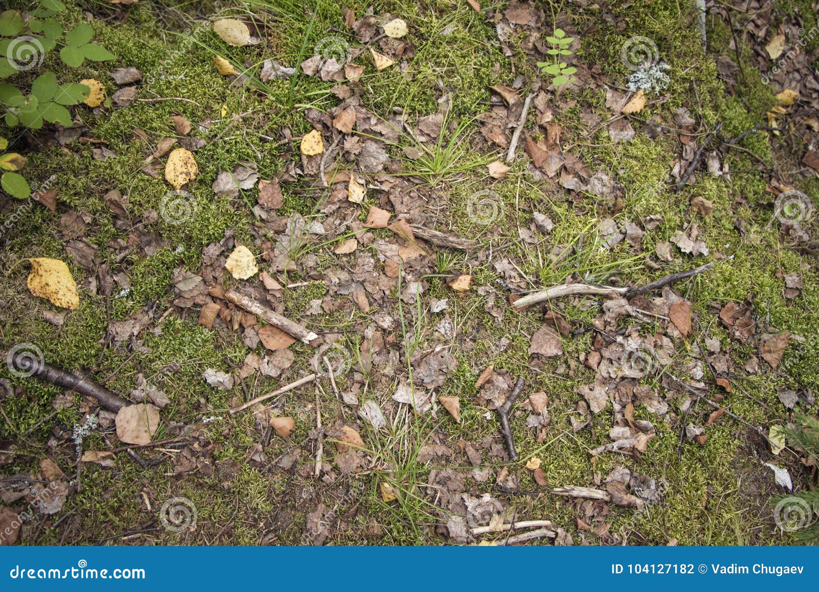 Forest floor stock photo. Image of autumn, brown, background - 104127182