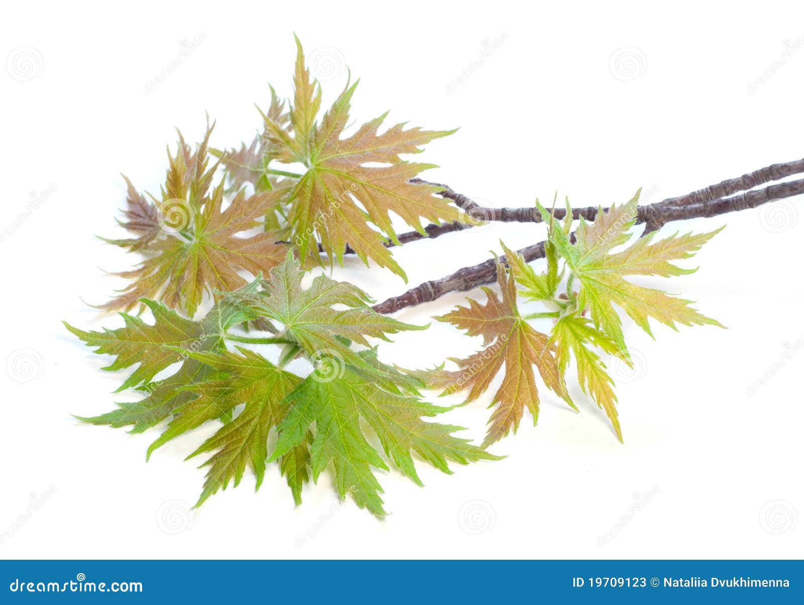 Leaves and Twigs of a Maple Stock Image - Image of yellow, vivid: 19709123