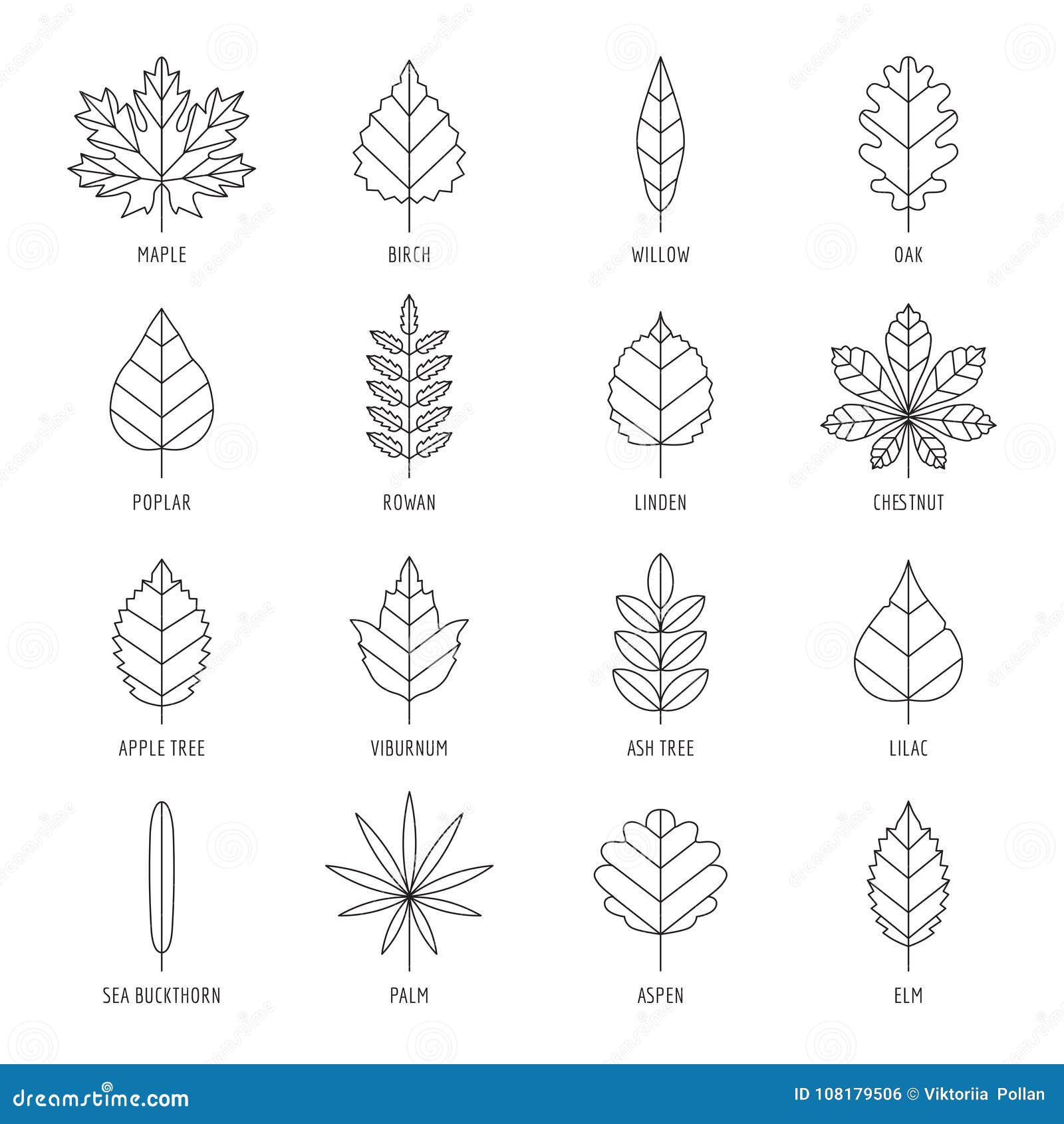 Leaves Types with Names Outline Vector Icon Set. Stock Vector ... Leaves Types with Names Outline Vector Icon Set. Stock Vector ...
