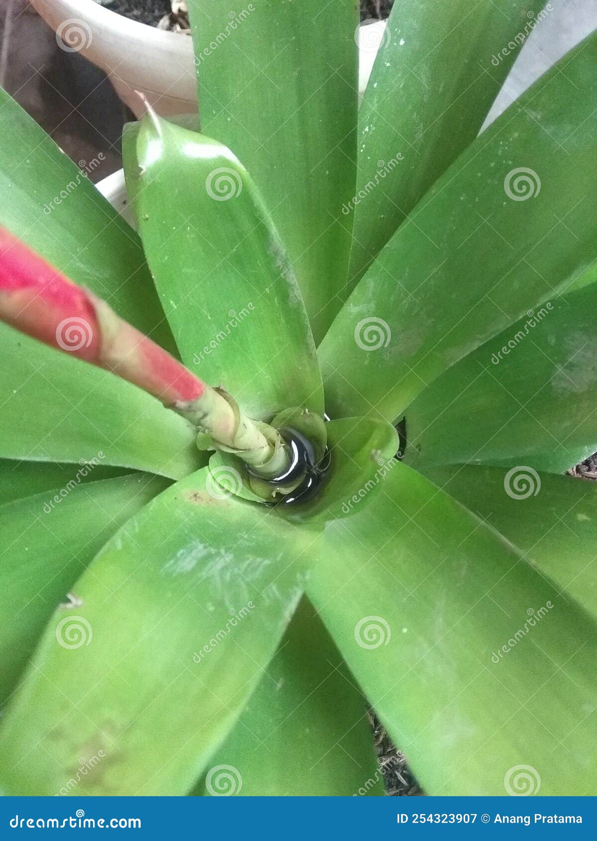 Leaves stock image. Image of unique, herb, petal, long - 254323907