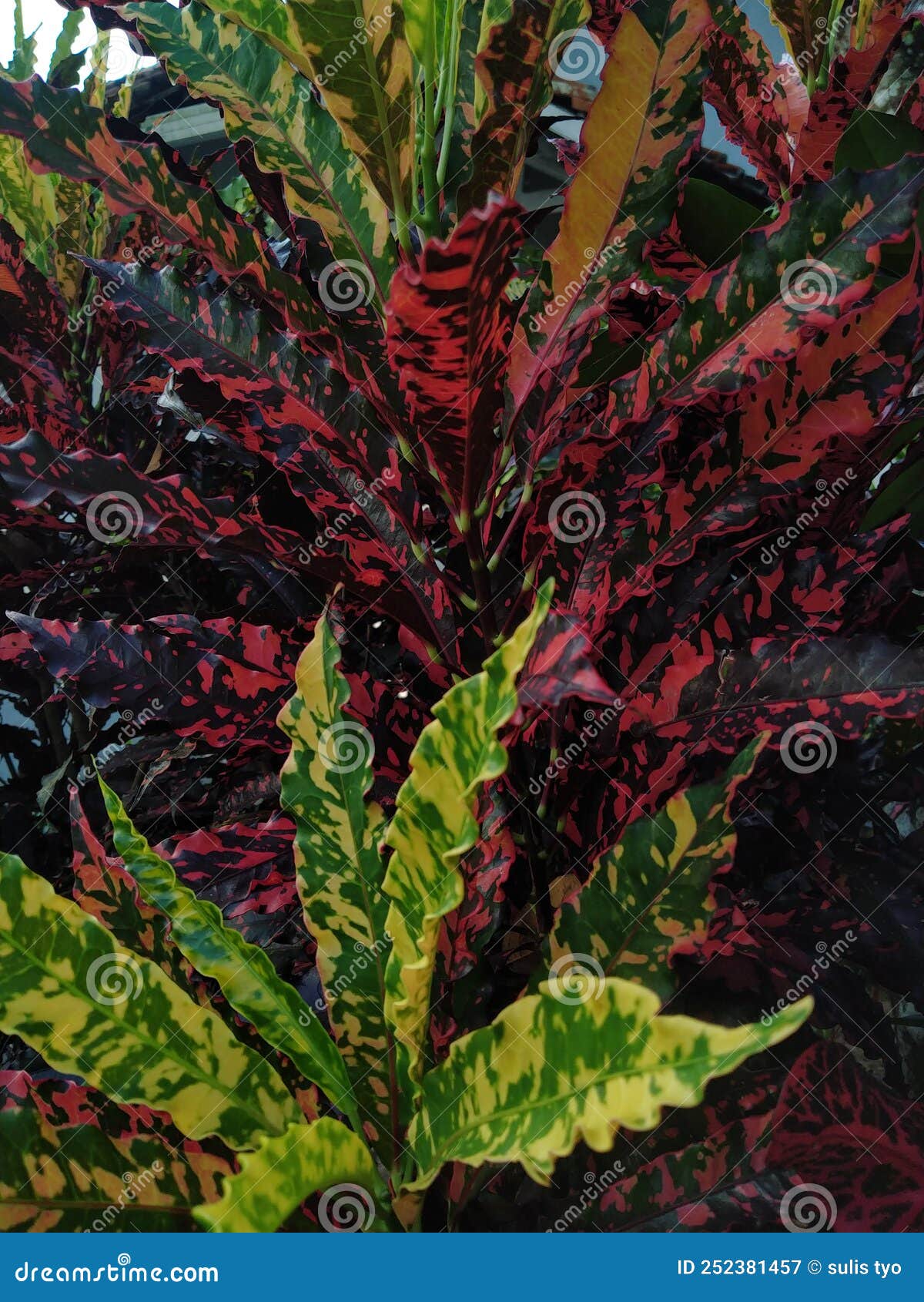 Leaves with Unique Motifs in Purworejo, Central Java, Indonesia Stock ...