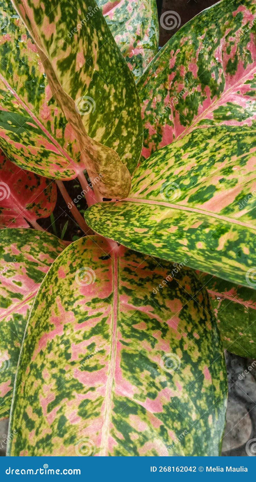Leaves with Unique Patterns Add To the Beauty of the Garden during the ...