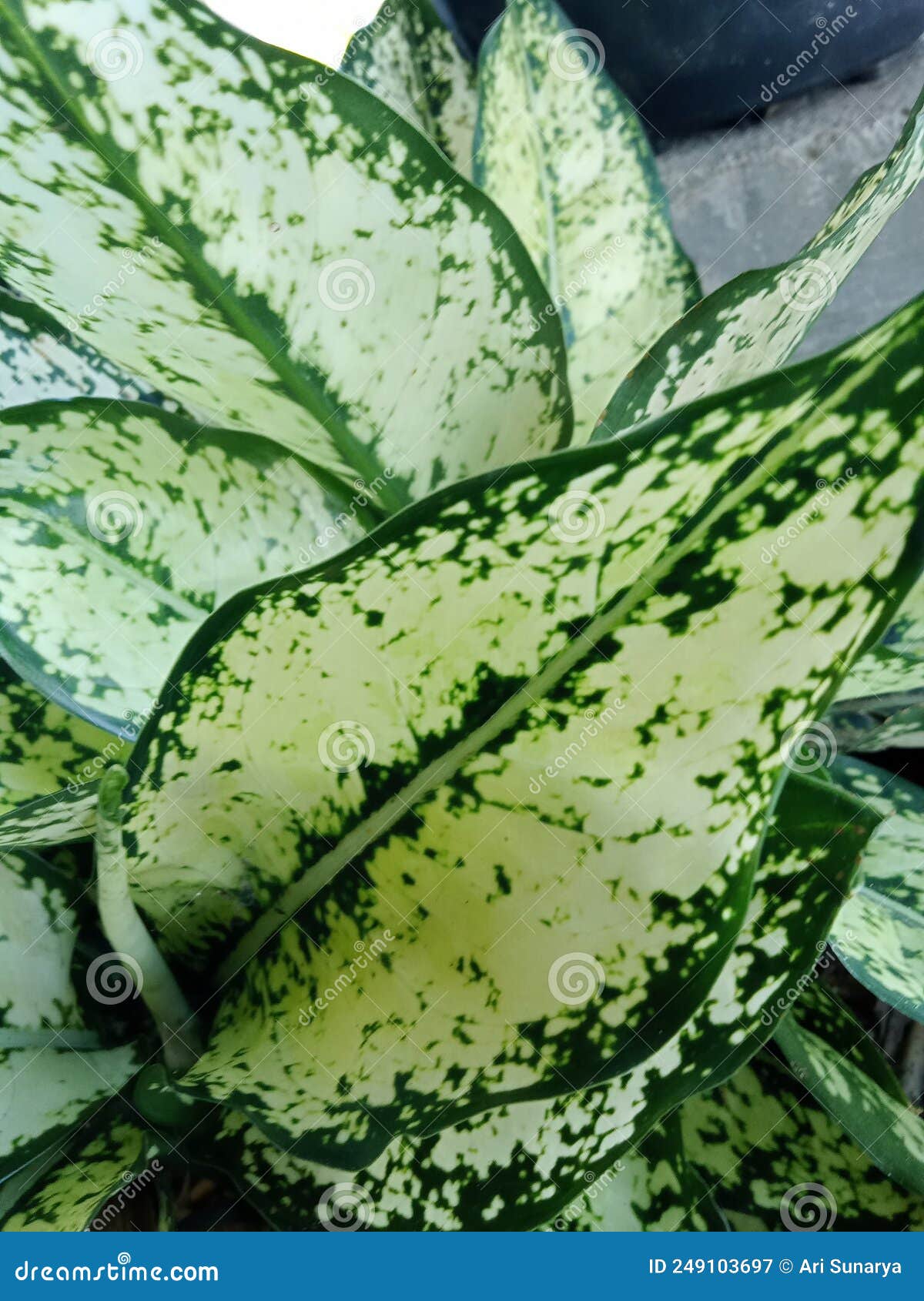 Leaves with Unique Patterns Stock Image - Image of green, herb: 249103697