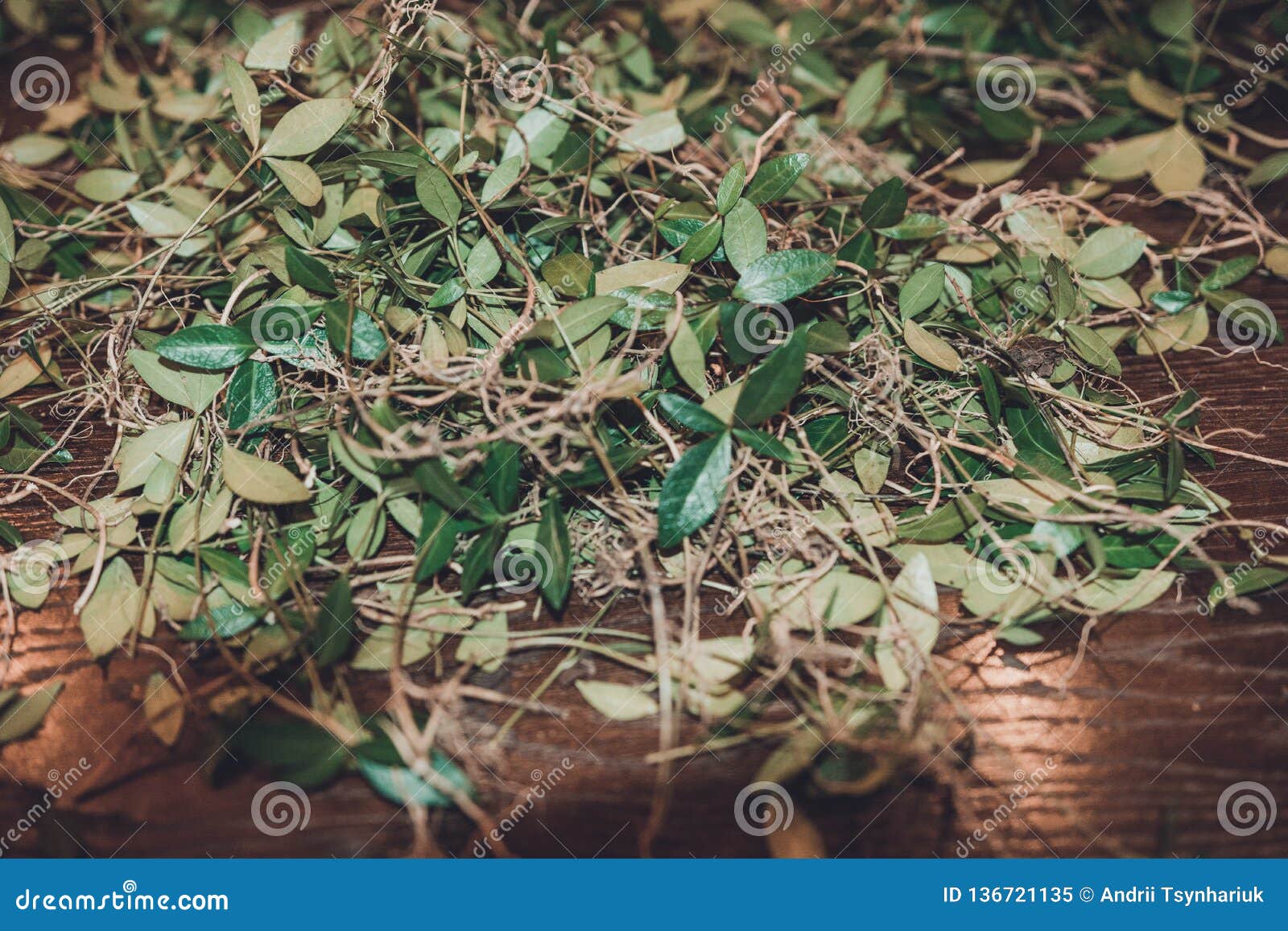 The Leaves of the Usual Colorful Flowers are Scattered Around the Table ...