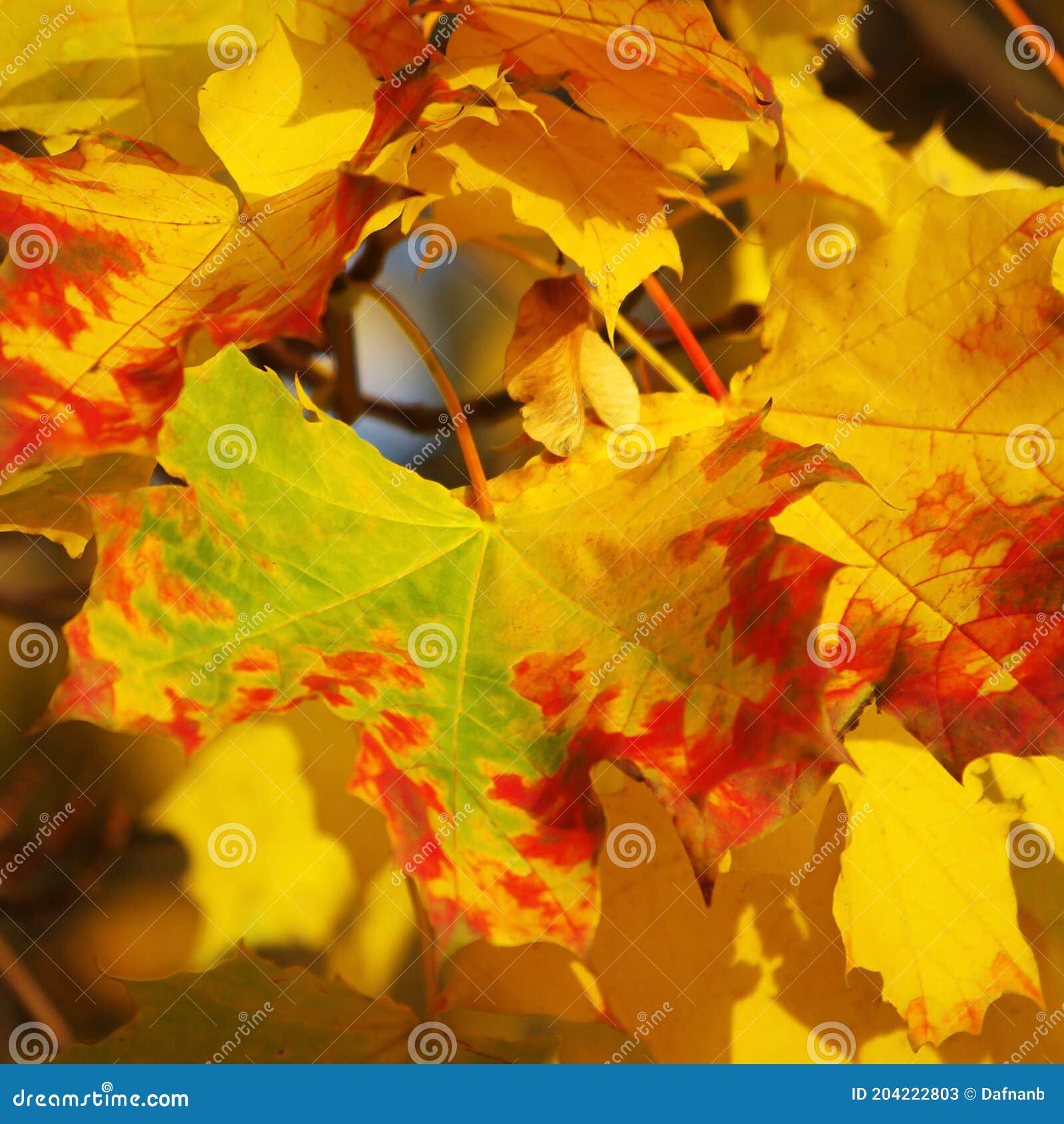 Autumn Maple Yellow Leaves Closeup Stock Image - Image of rapidly, fall ...