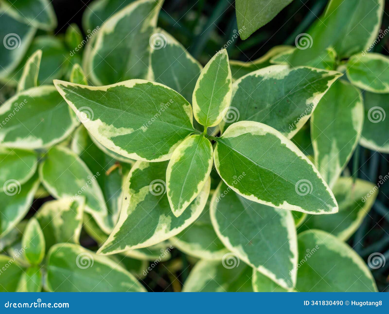 Chinese Violet Or Creeping Foxglove Flowers Stock Photography ...