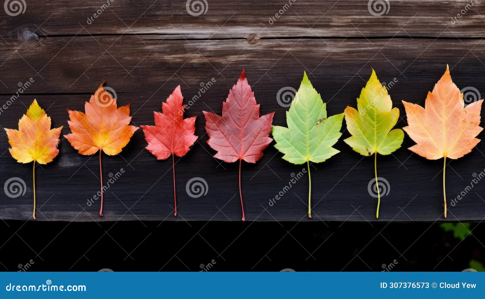 Leaves in Various Stages of Fall Stock Illustration - Illustration of ...