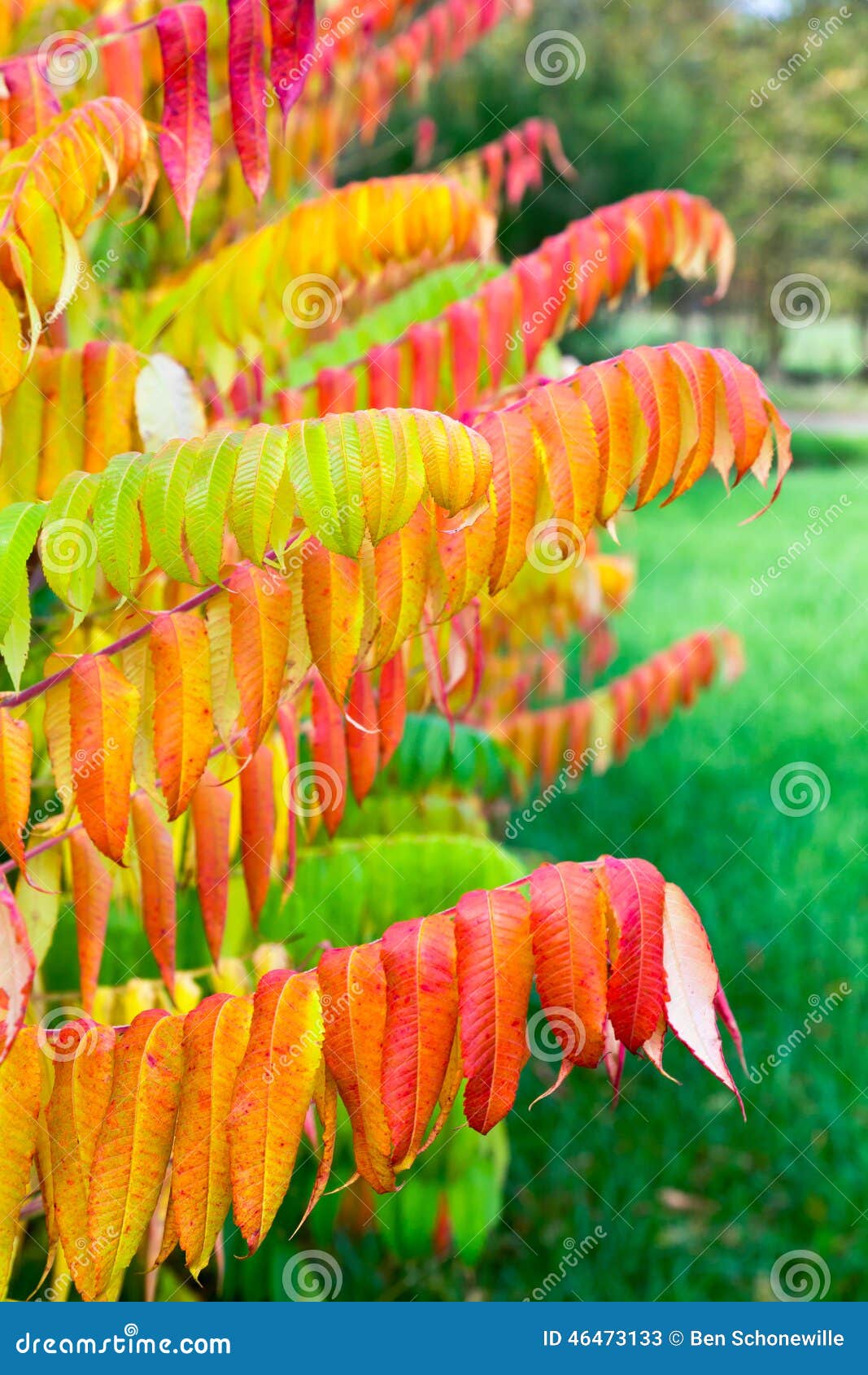 Leaves of Velvet Tree in Fall Colors Stock Image - Image of backdrop ...