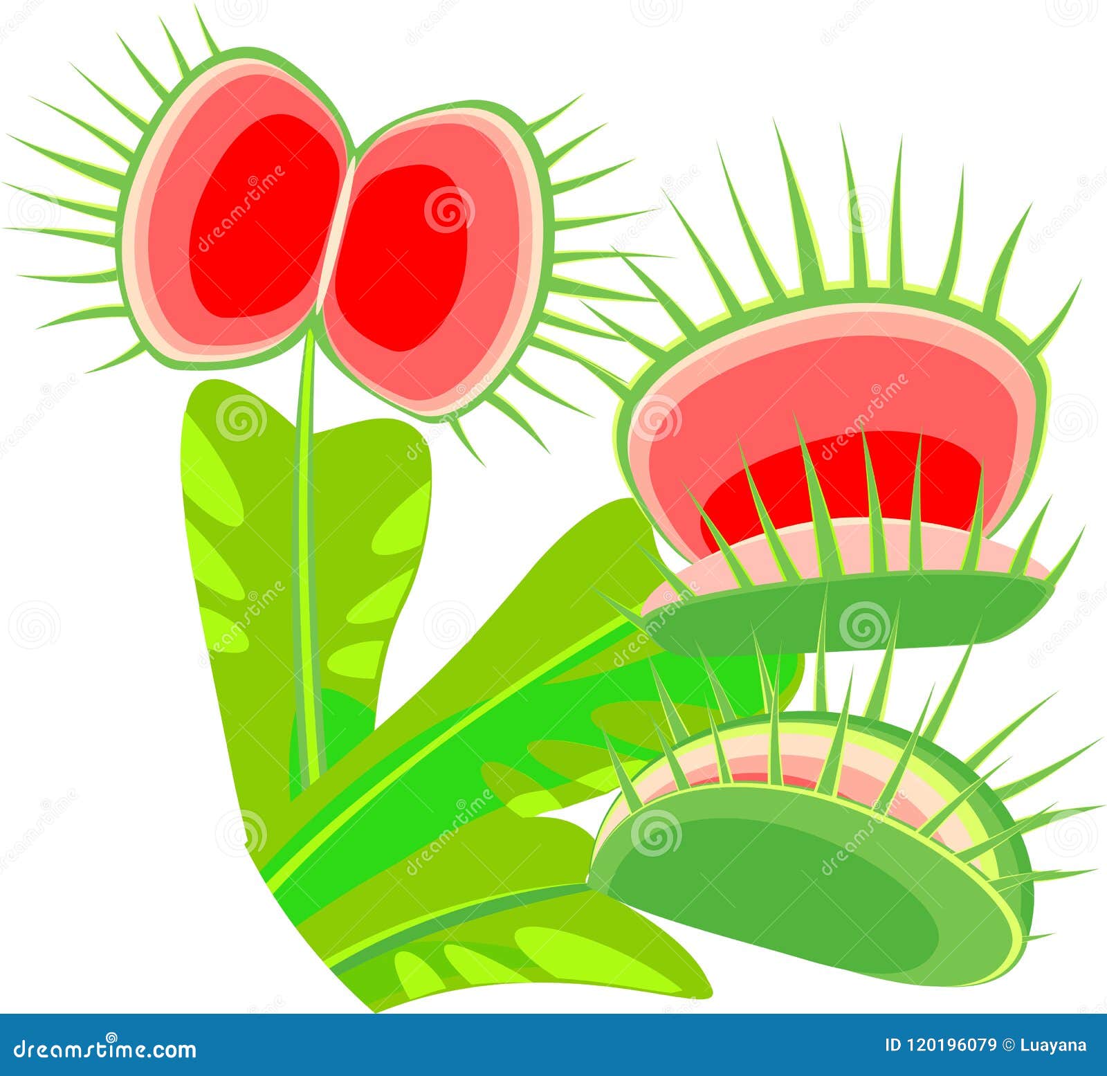 Leaves of Venus Flytrap or Dionaea Muscipula Stock Vector - Illustration of vector, botany ...
