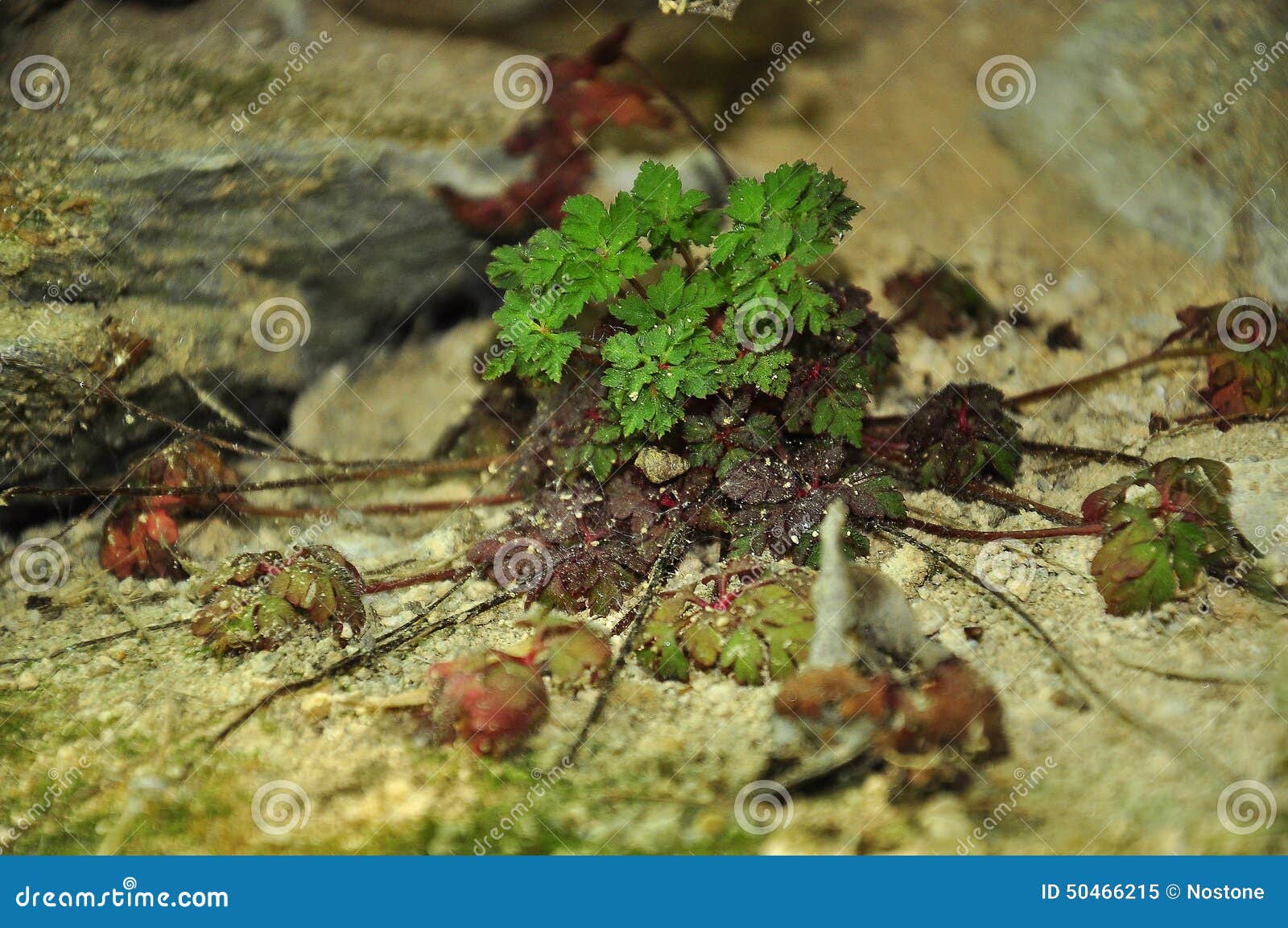 Leaves stock image. Image of stems, leaves, crumbles - 50466215
