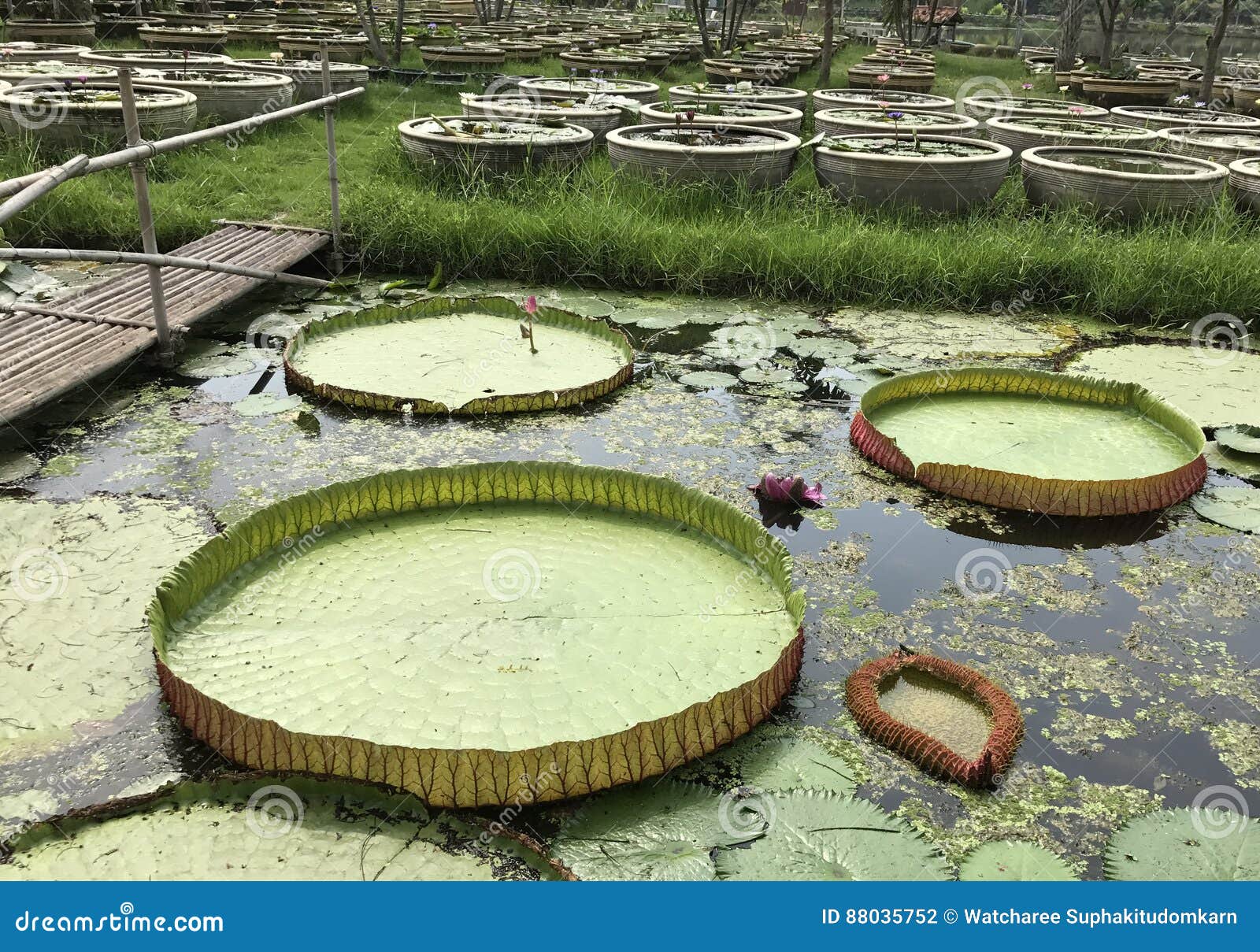 Leaves of Victoria Water Lily. Stock Photo - Image of bulk, huge: 88035752