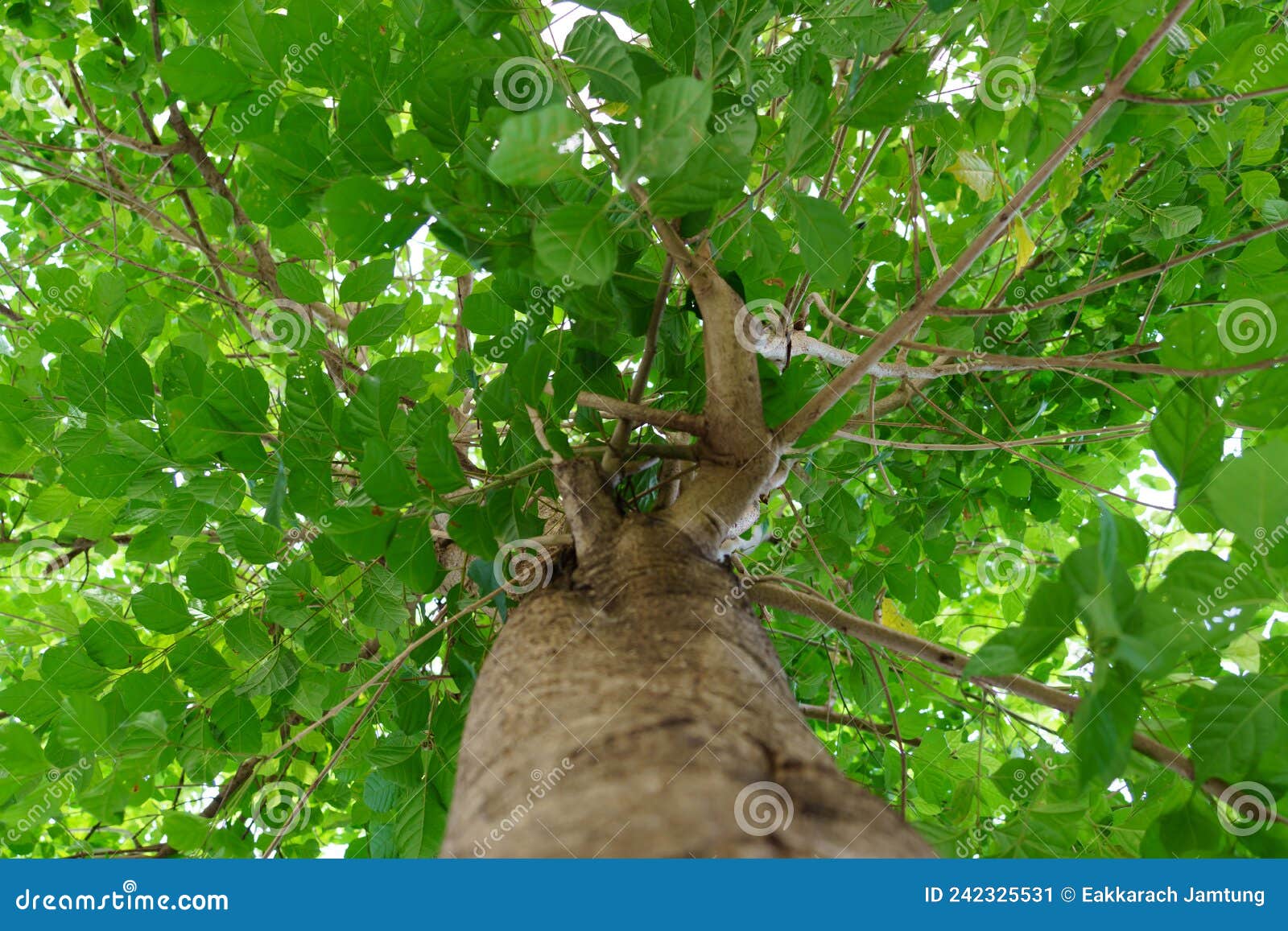 Leaves Viewed from the Bottom of a Tree on a White Background. Leaf ...