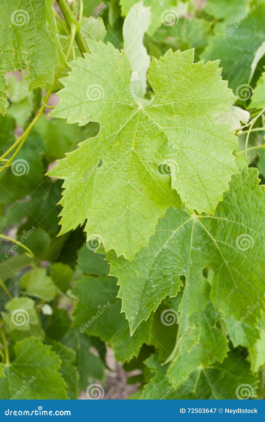 Leaves of vine texture stock image. Image of light, nature - 72503647
