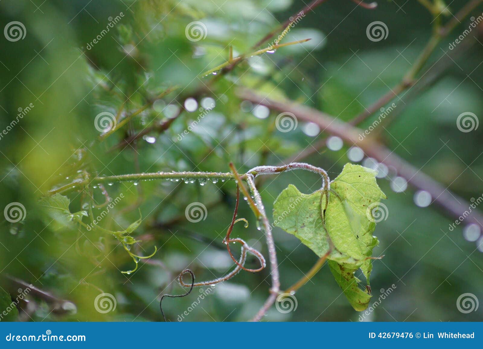 Leaves of a Vine with Water Drops. Stock Photo - Image of leaves, vines ...