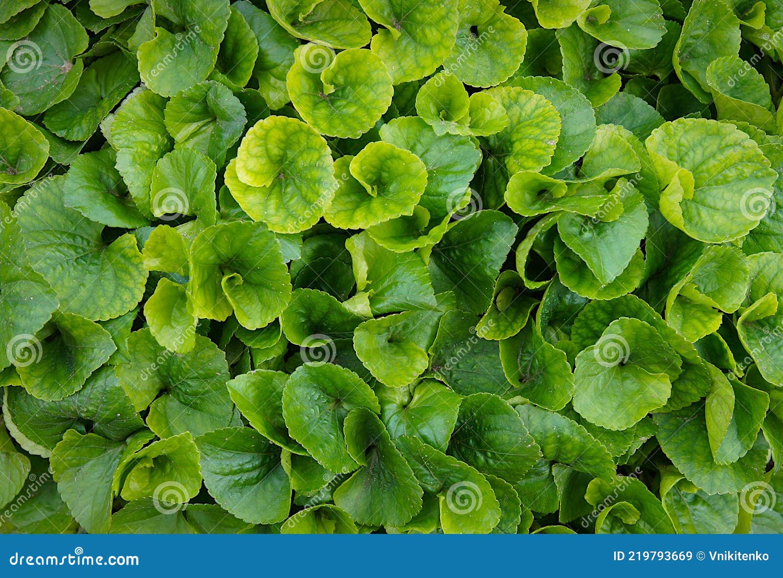 Leaves of Viola As Background Stock Image - Image of viola, growth ...