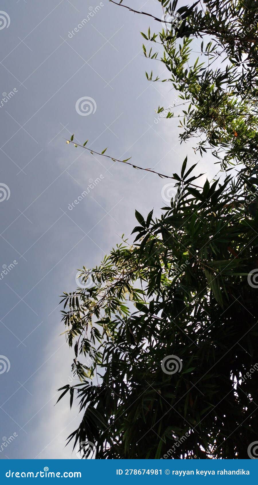 Leaves that are Visible while Sheltering Under a Bamboo Tree during the ...
