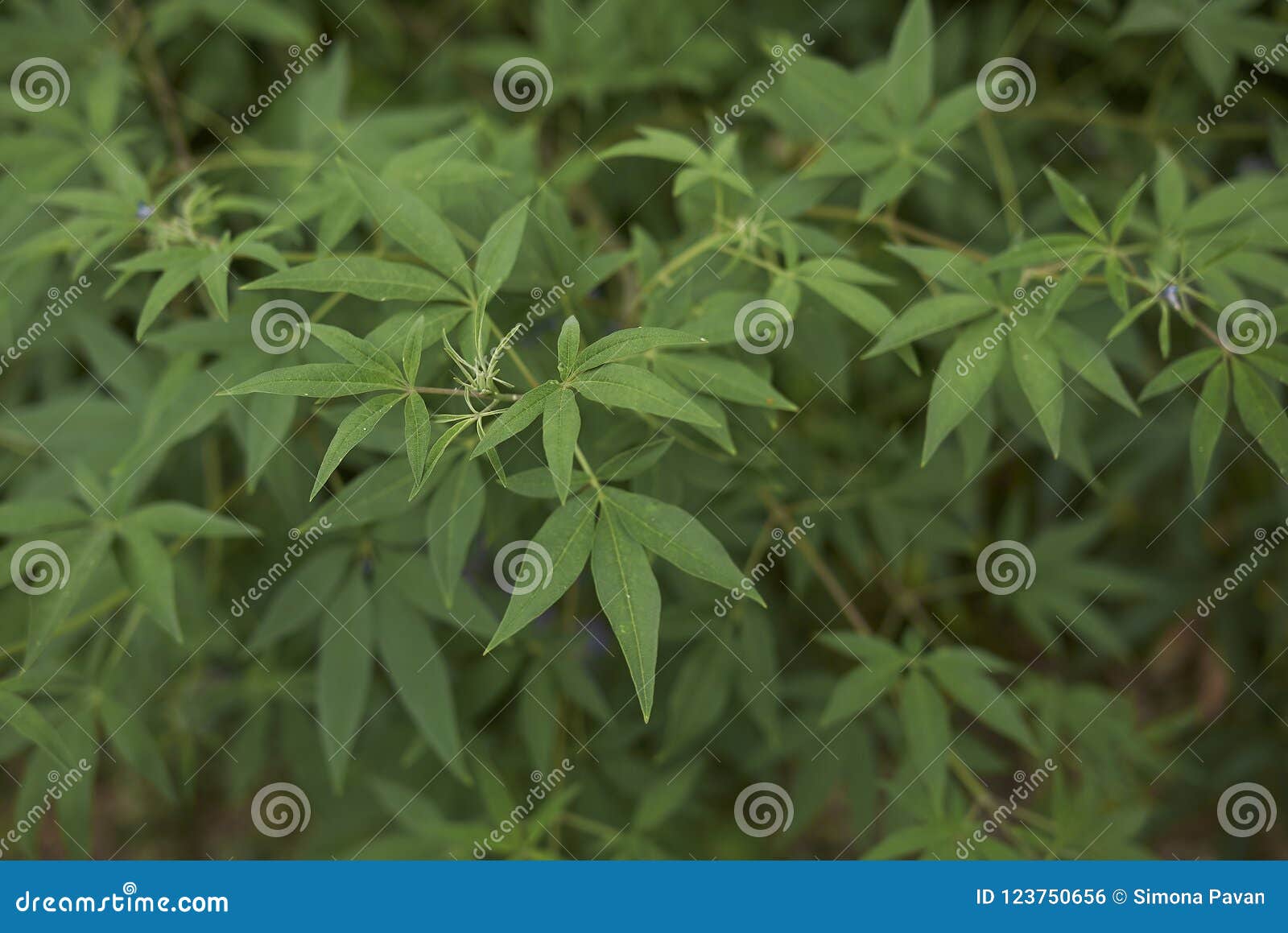 Leaves of Vitex Agnus-castus Stock Photo - Image of foliage, botany ...