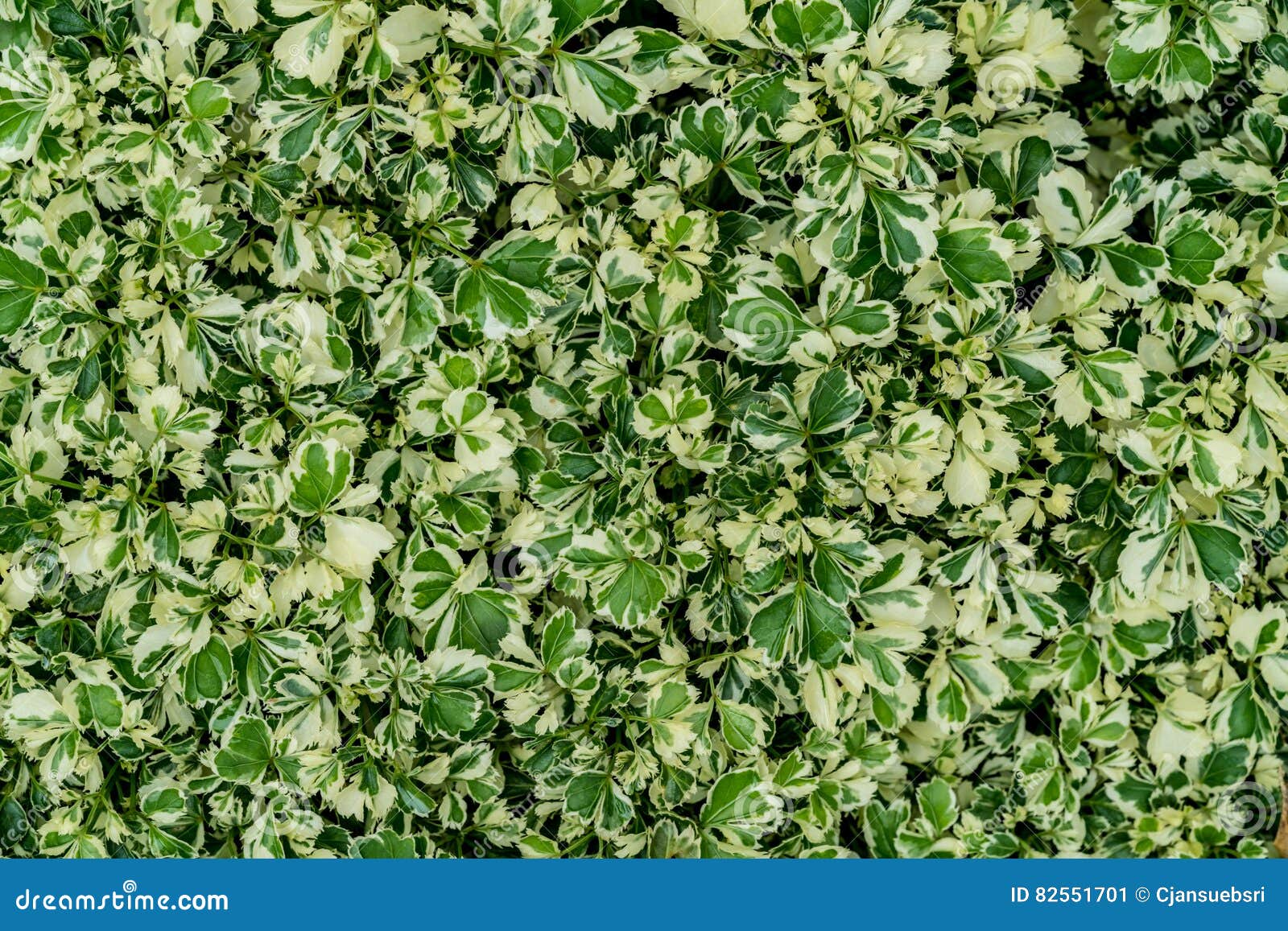 Leaves wall stock image. Image of growth, nature, summer - 82551701