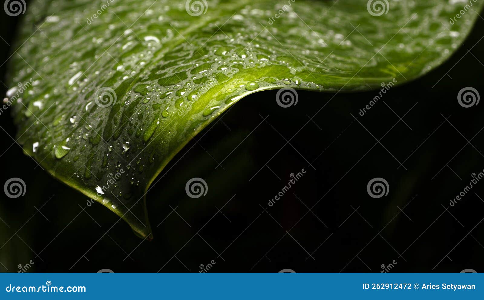 Abstract Background of Leaf with Splash of Water Stock Photo - Image of ...