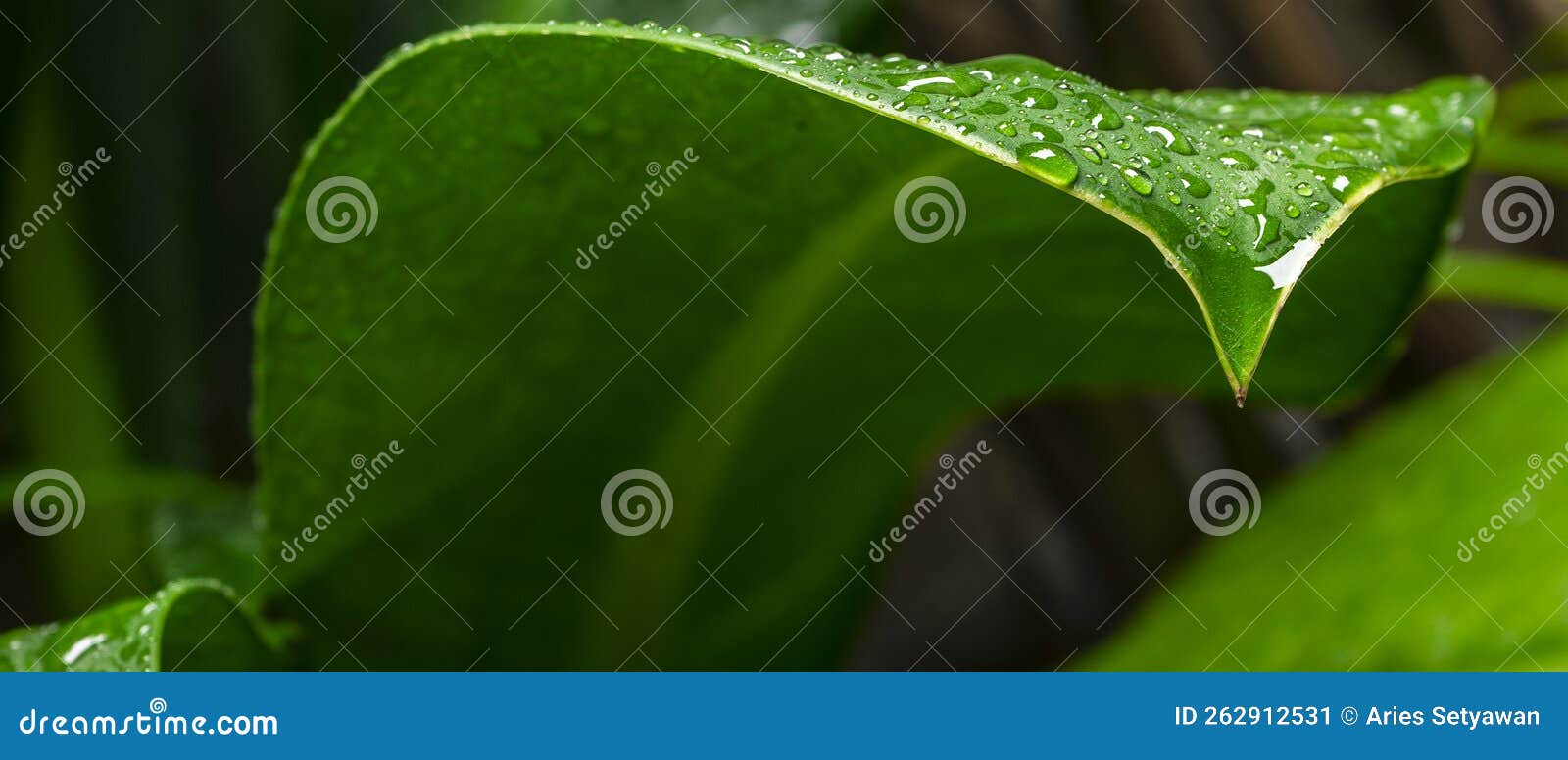 Abstract Background of Leaf with Splash of Water Stock Image - Image of ...