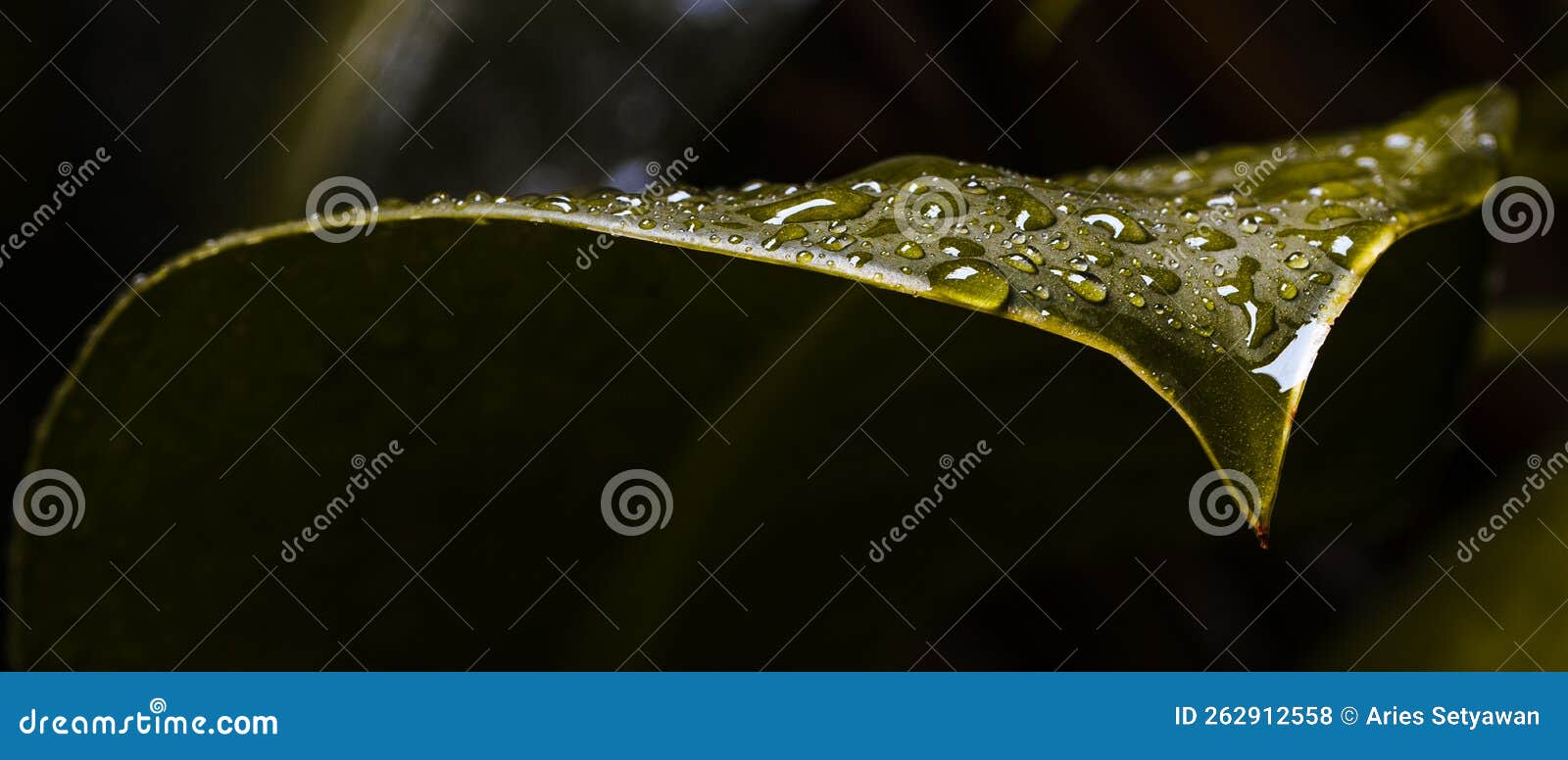 Abstract Background of Leaf with Splash of Water Stock Photo - Image of ...