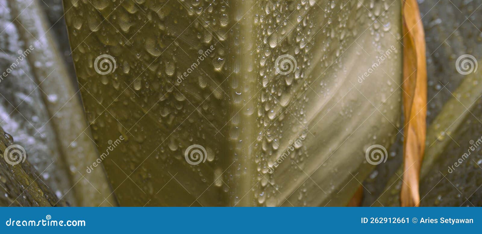 Abstract Background of Leaf with Splash of Water Stock Image - Image of ...